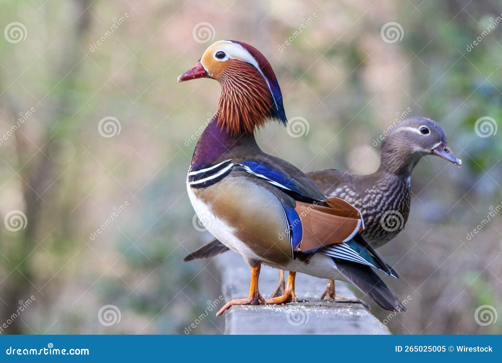 Closeup of Two Mandarin Ducks Facing the Opposite Directions Standing ...