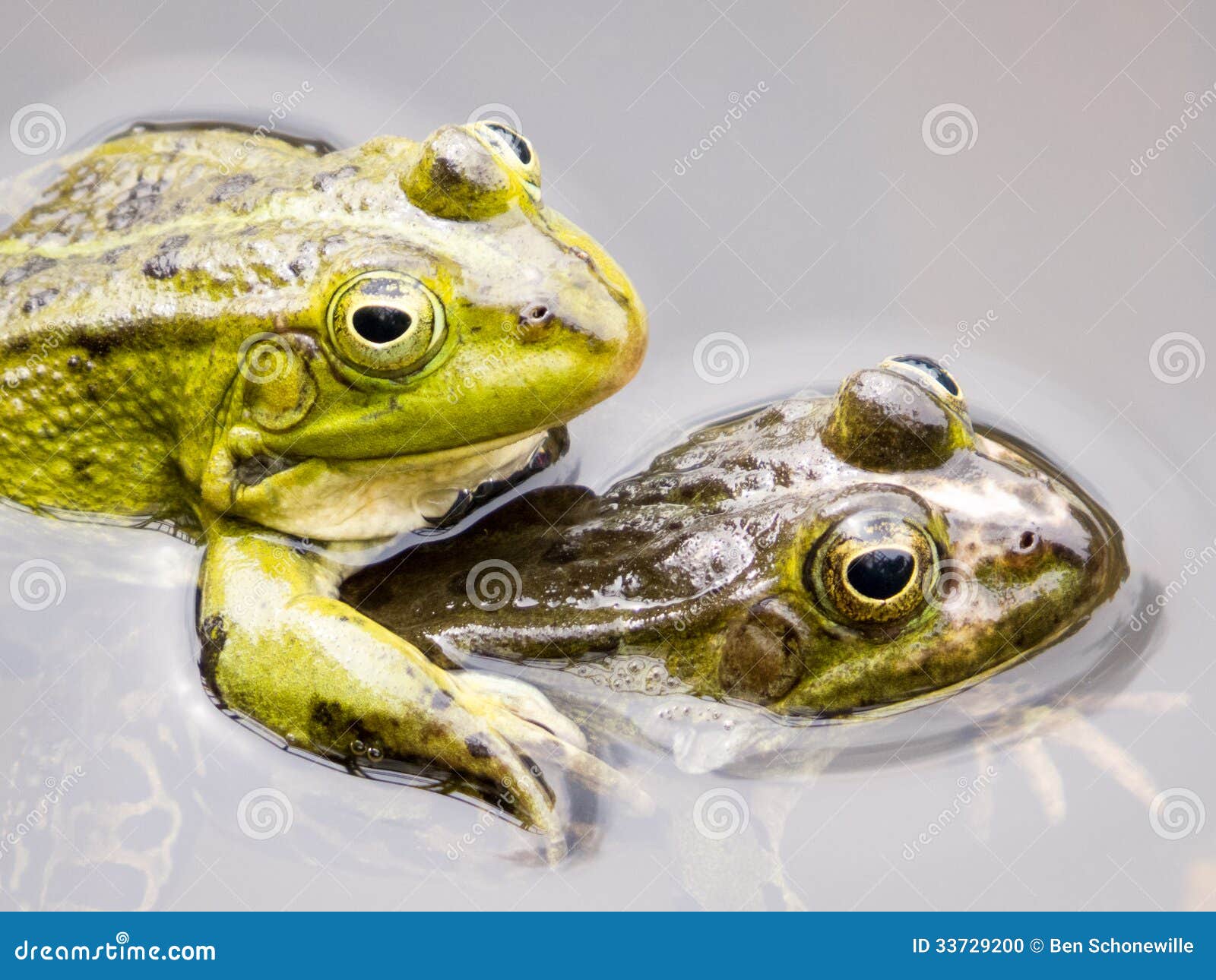Closeup of Two Mating Green Frogs Stock Photo - Image of green, mating ...