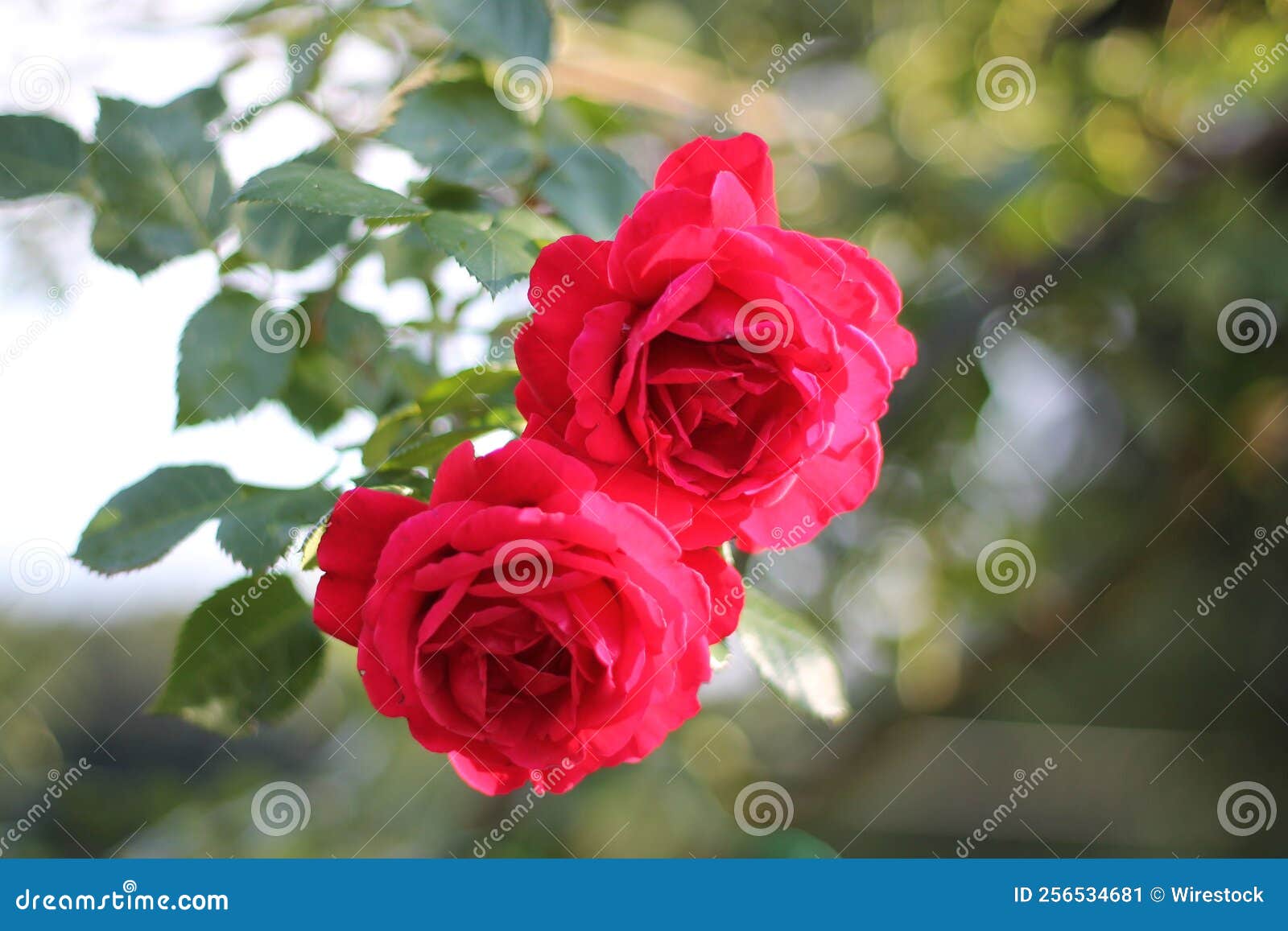Closeup of Two Red Roses on the Bush Stock Image - Image of bush, fresh ...