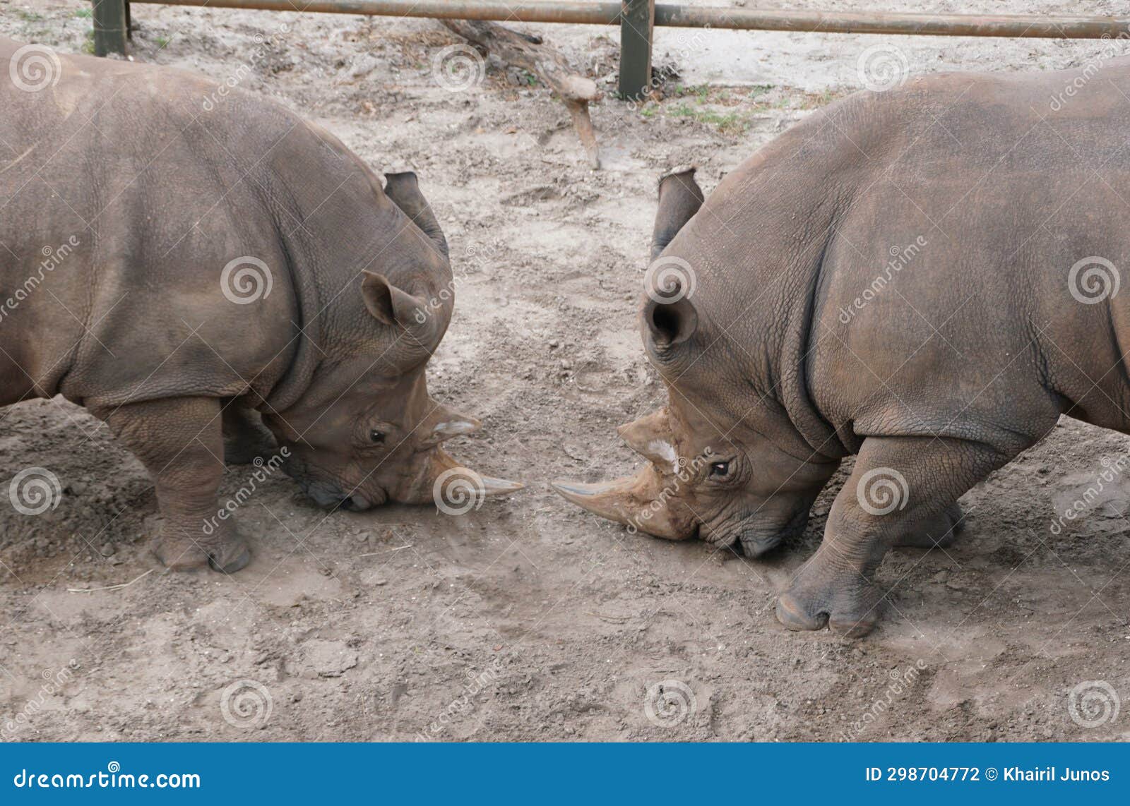 Closeup of the Two Rhinoceros Fighting on the Ground Stock Photo ...