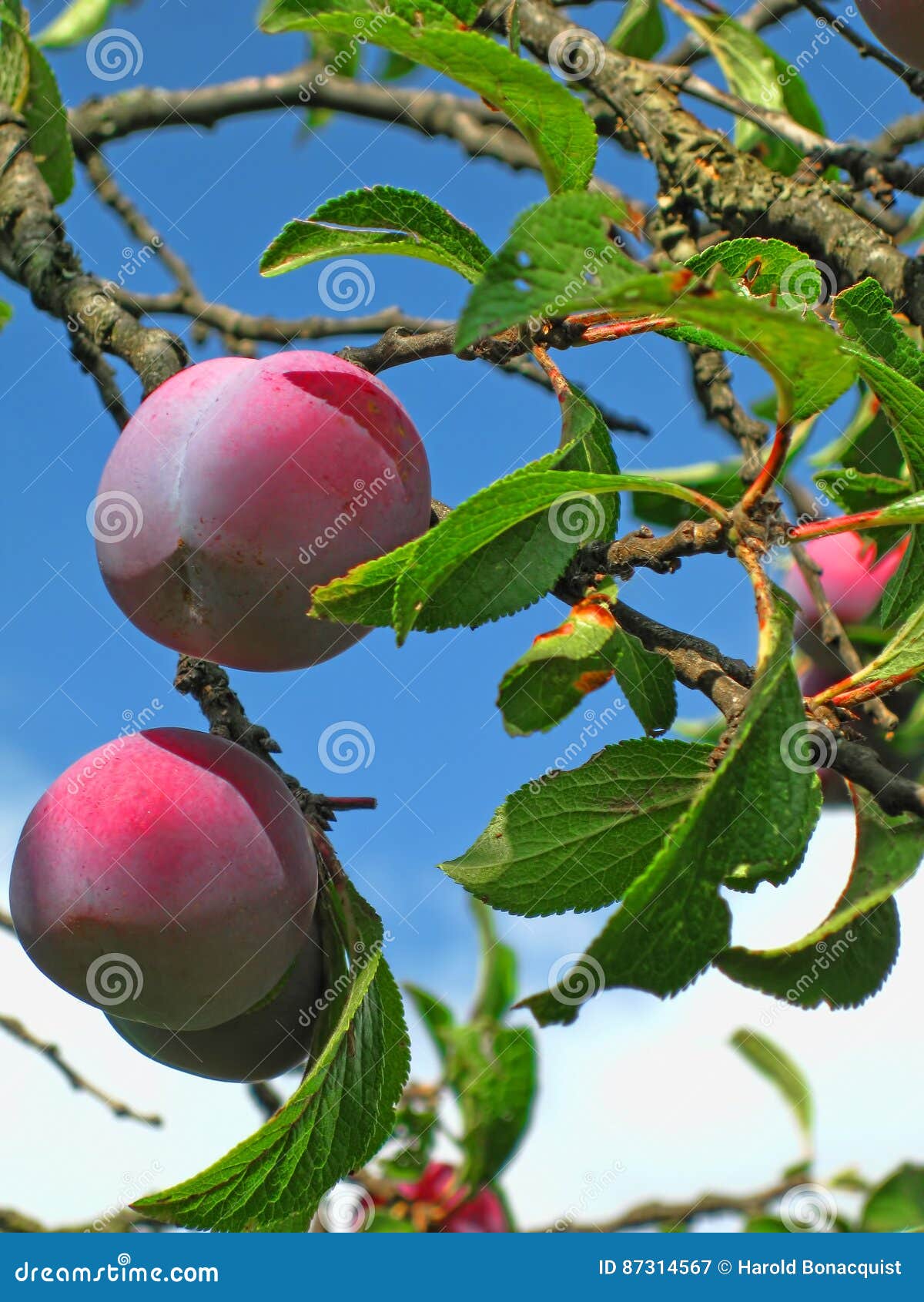 Closeup of Two Ripe Plumb stock image. Image of purple - 87314567