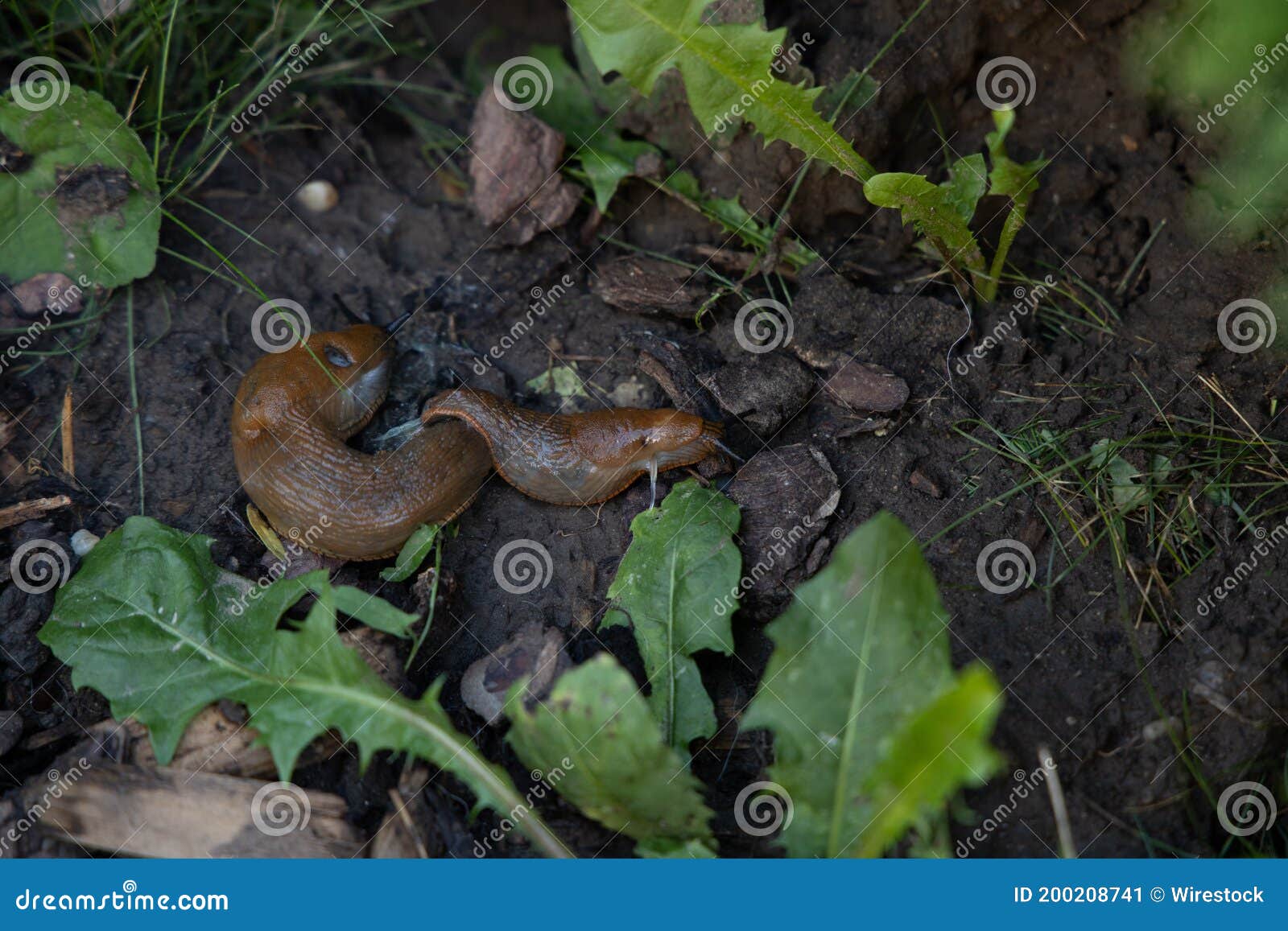 Closeup of Two Slugs on the Ground Stock Image - Image of closeup ...