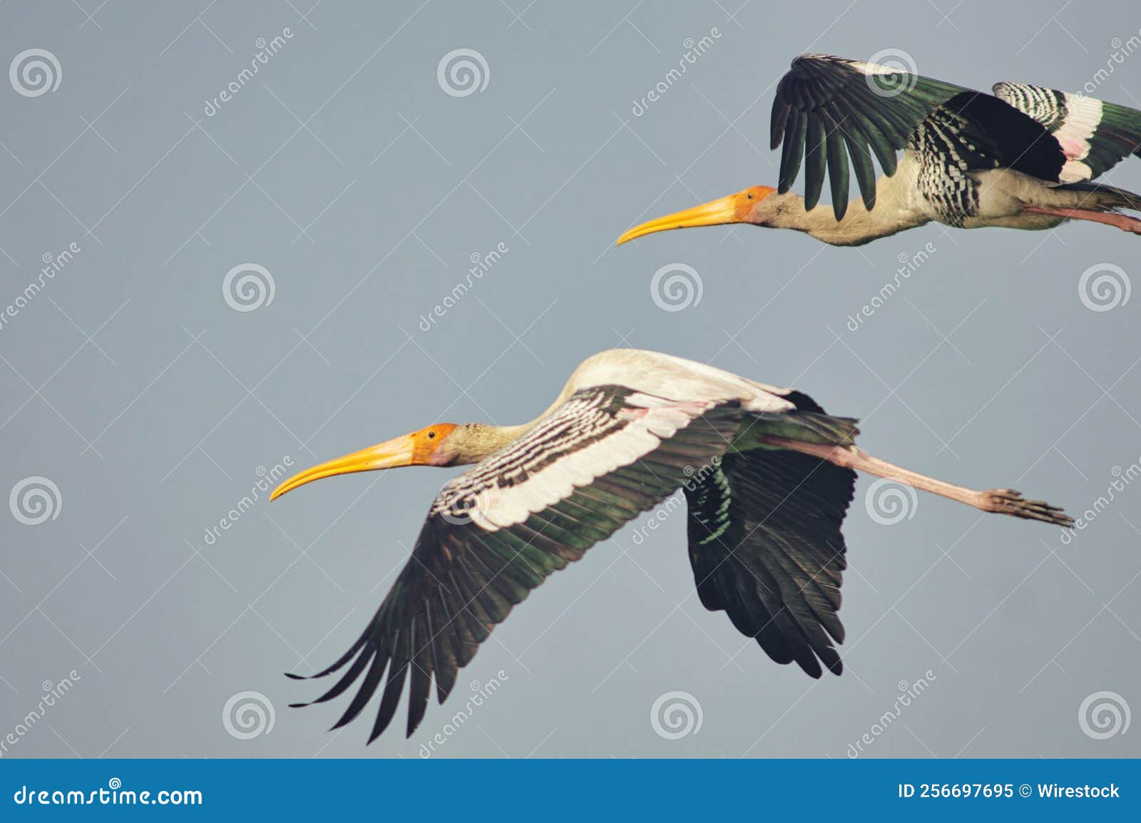 Closeup of Two Storks Flying Freely in the Air Stock Image - Image of ...