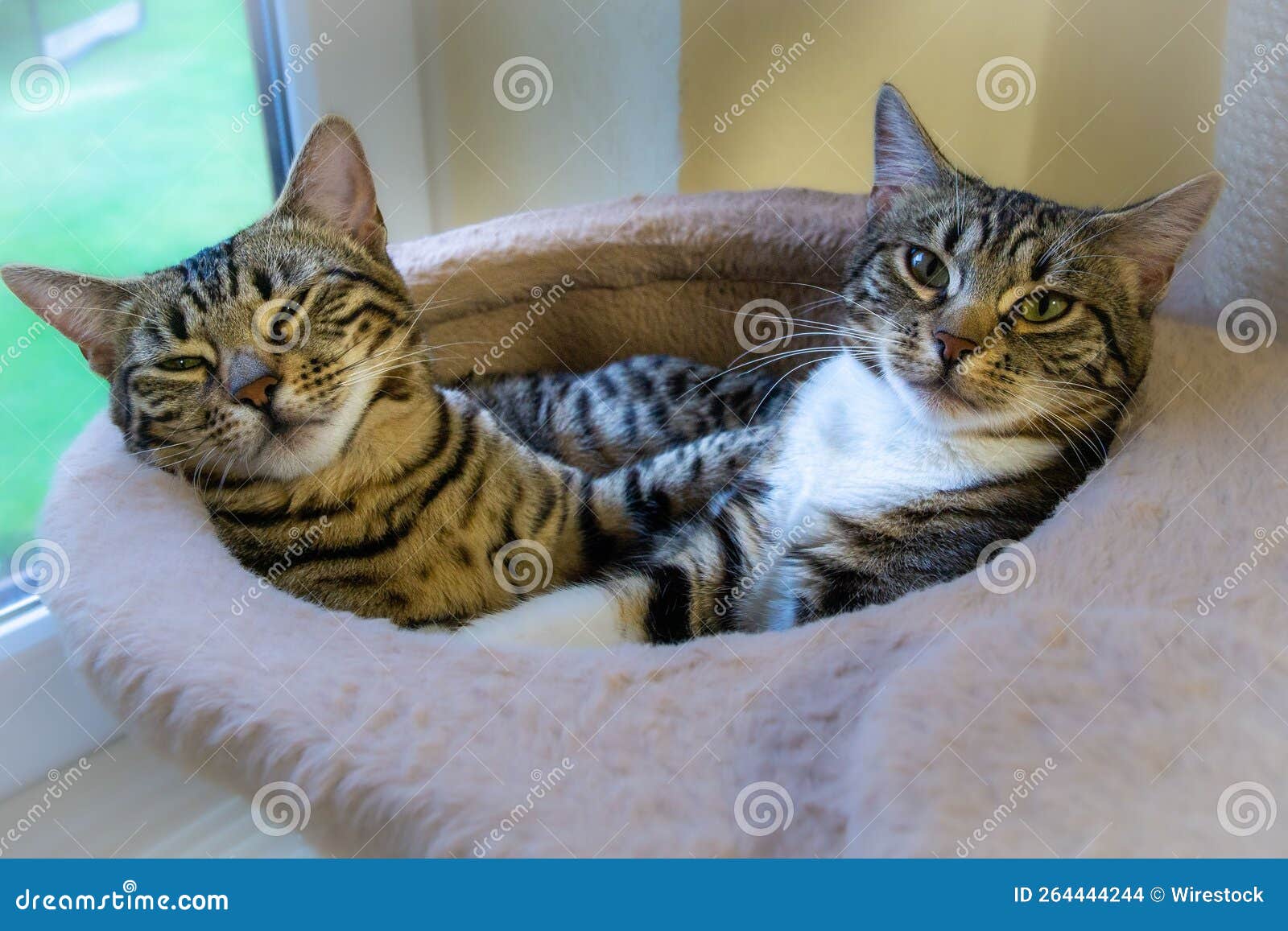 Closeup of Two Tabby Cats Wrapped in a Blanket Stock Photo - Image of ...