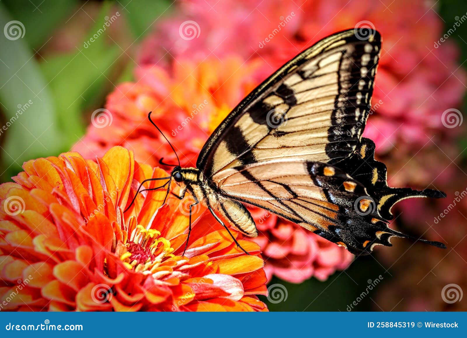 Closeup of a Two-tailed Swallowtail (Papilio Multicaudata) Pollinating ...