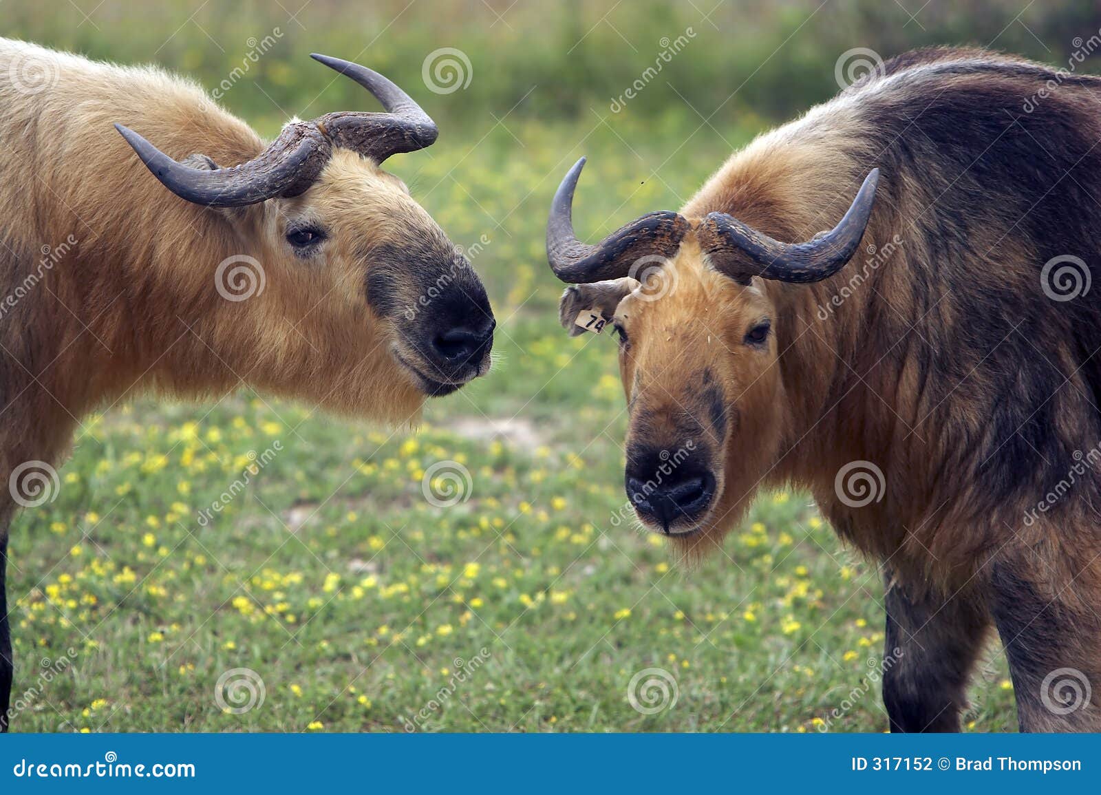 Closeup of Two Takins (Musk Ox Relative) Stock Photo - Image of ...
