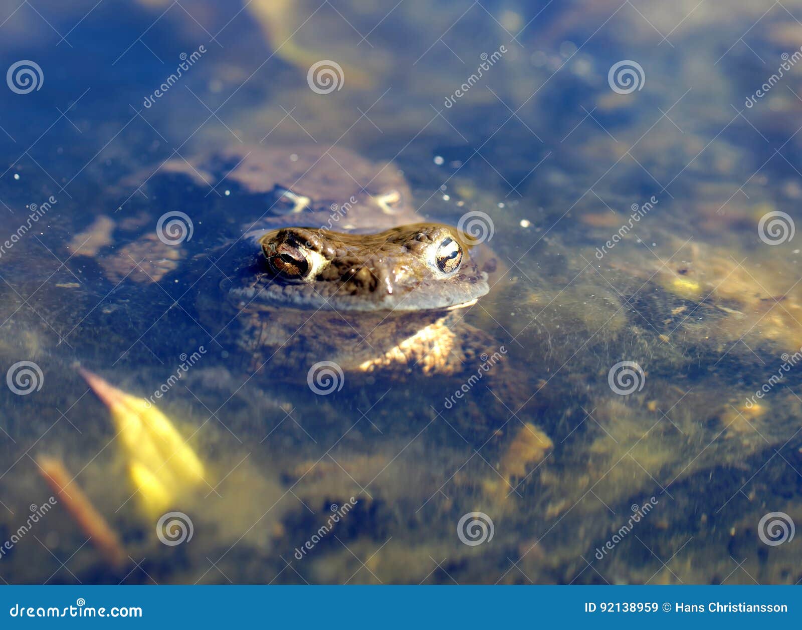 Closeup of Two Toad are Mating in the Pond Sitting on Top of Each Other ...