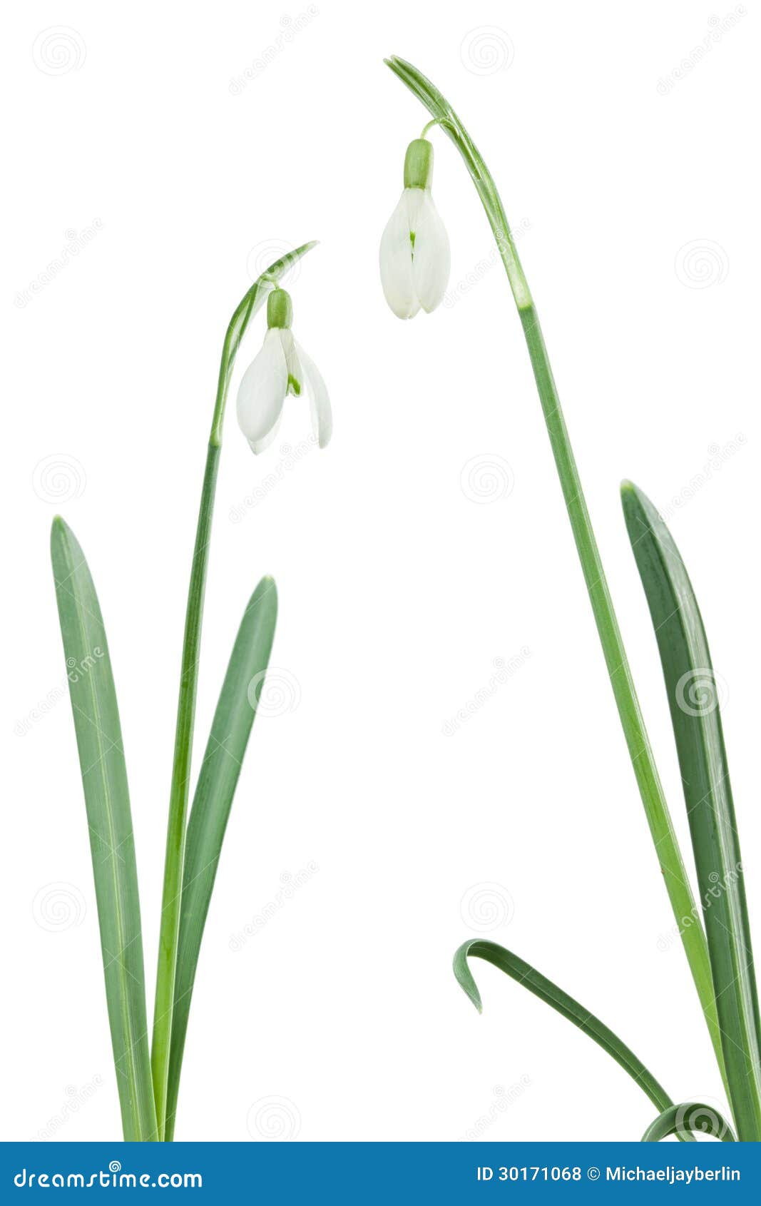 Two Isolated Snowdrops stock photo. Image of background - 30171068