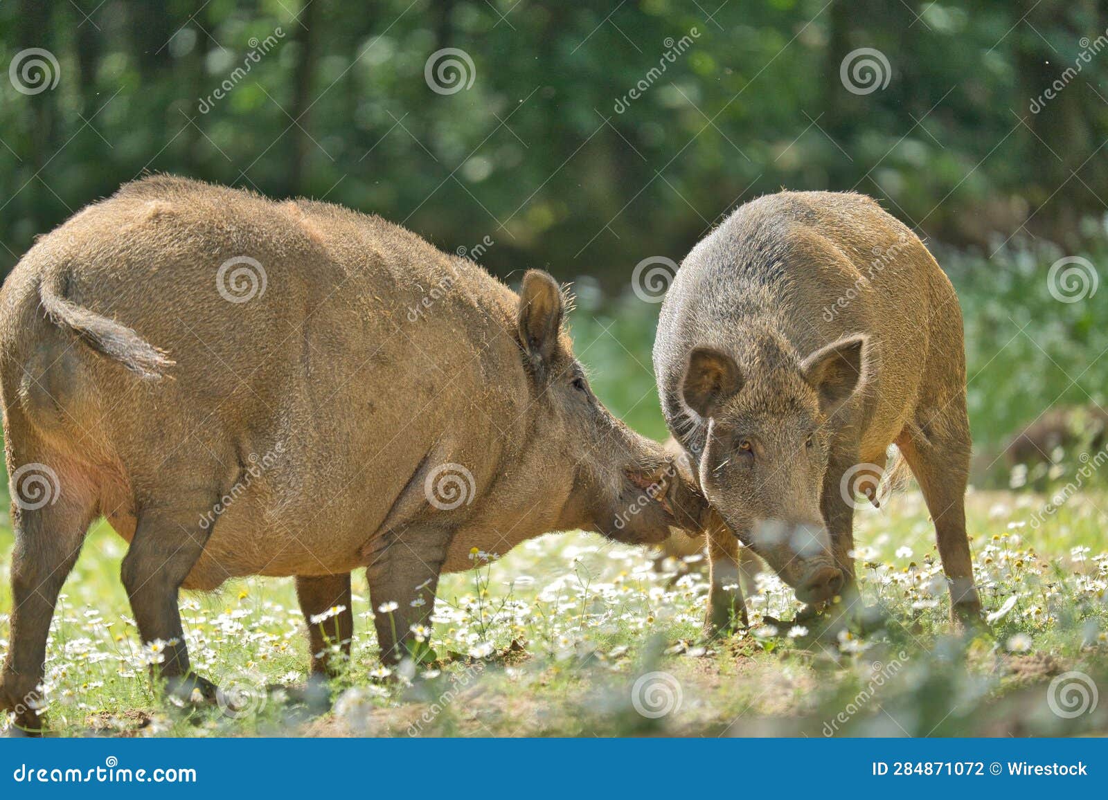 Closeup of Two Wild Boars Standing in a Green Field Stock Photo - Image ...