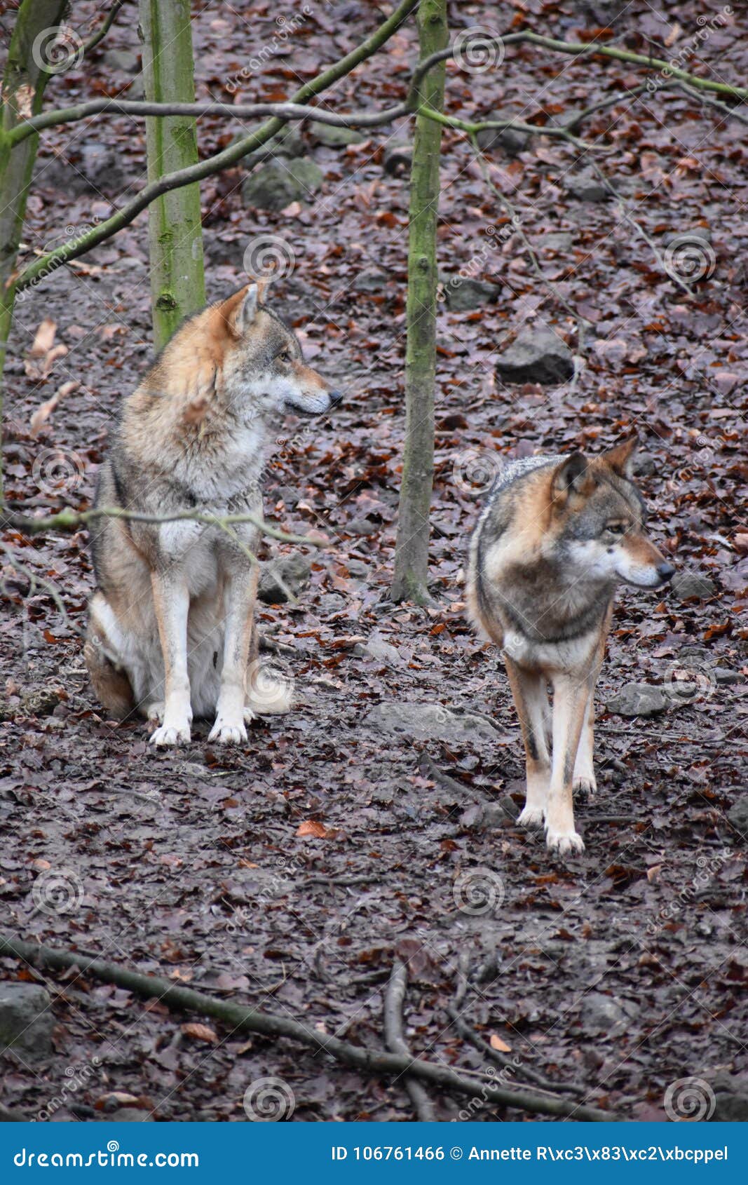 Closeup of Two Wild Wolves in a Forest in Germany Stock Photo - Image ...