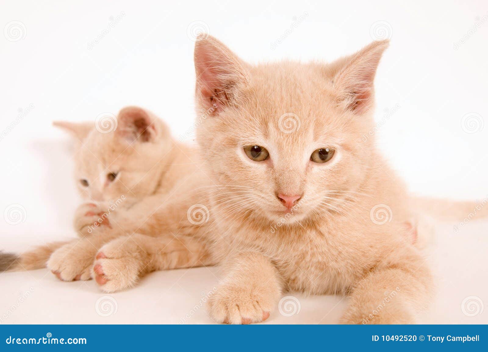 Pictures Of Yellow Kittens at Jasper Corral blog