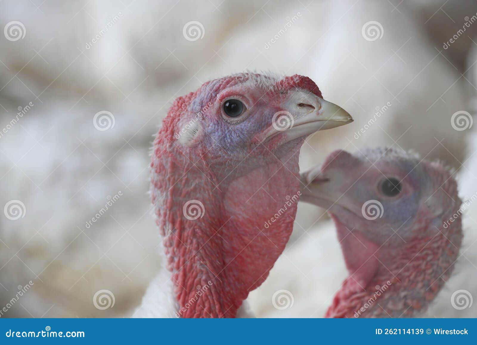 Closeup of Two Young Turkeys on a Farm Stock Image - Image of domestic ...