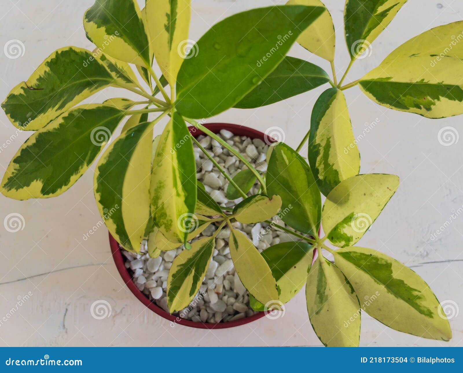 Closeup of an Umbrella Tree in a Pot Top View from Above with Isolated ...