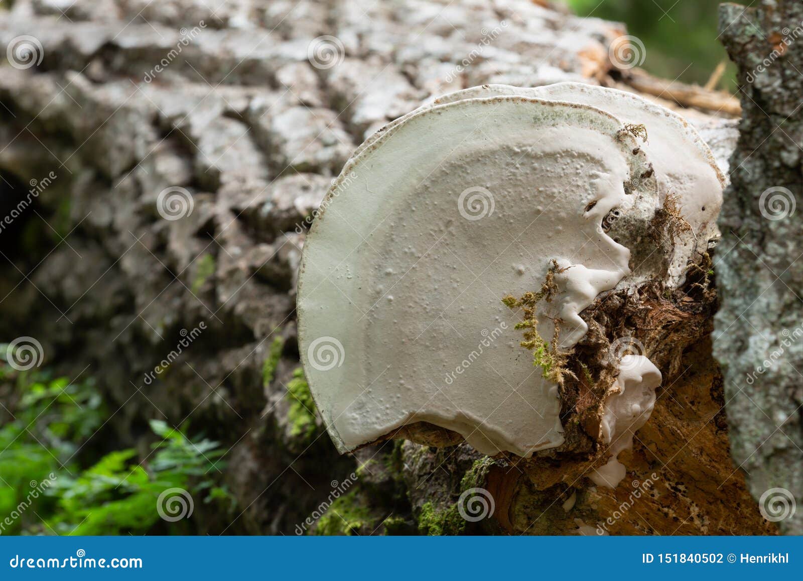 Underside of an Artist`s Conk, Ganoderma Applanatum Growing on Poplar ...
