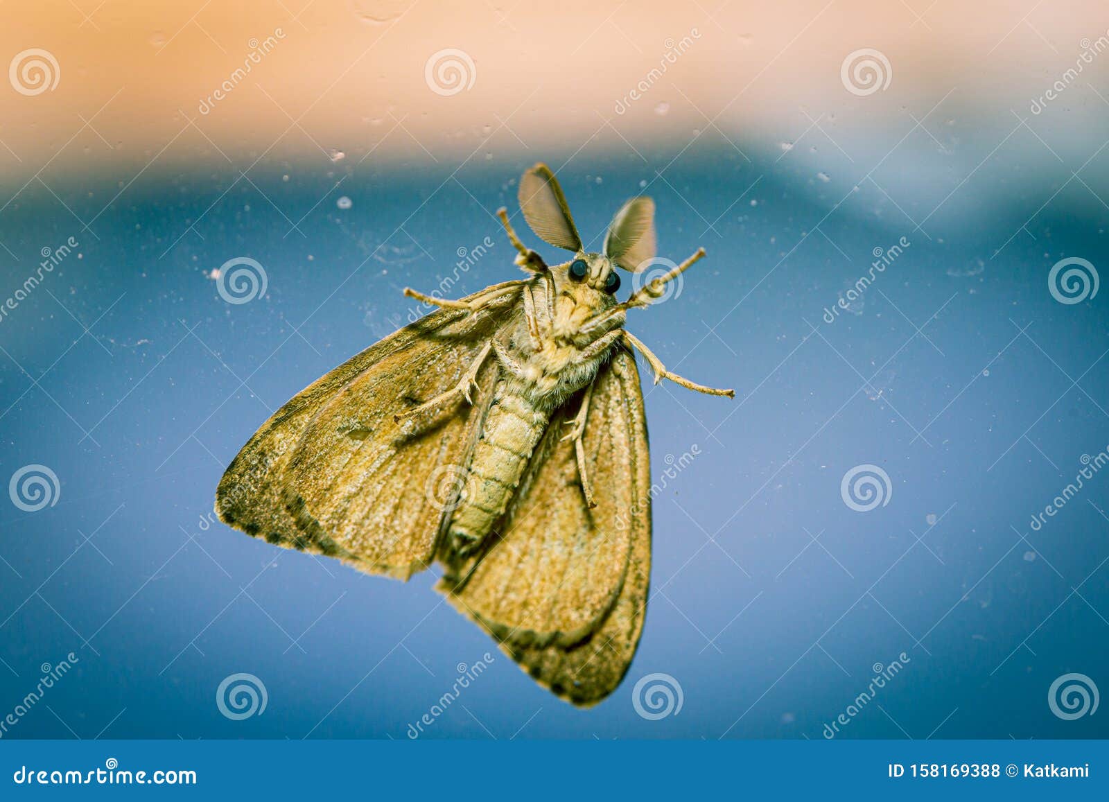 Closeup of the Underside of a Moth Stock Photo - Image of papillon ...