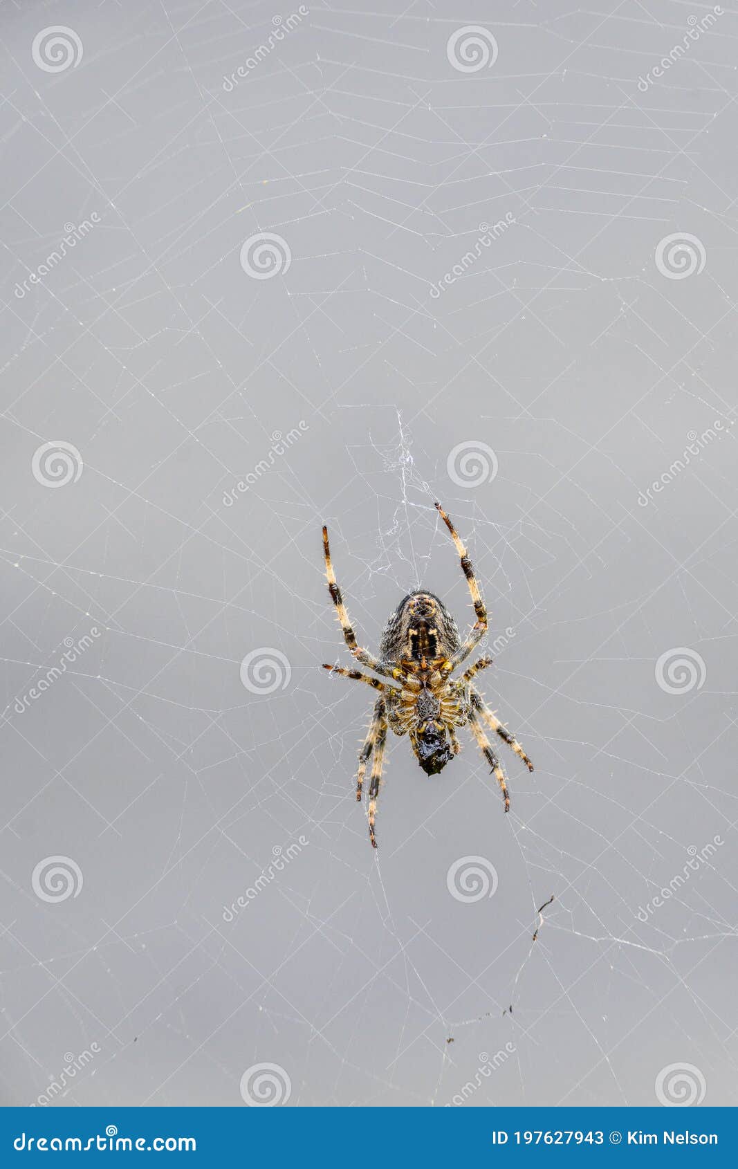 Closeup of Underside of a Spider in a Web Against a Gray Background ...