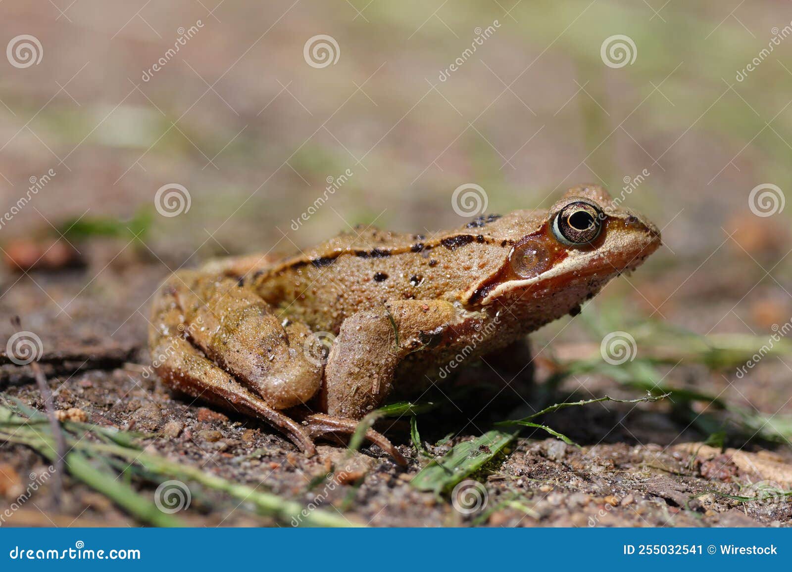 Closeup of a Unique Frog on Soil Stock Image - Image of exotic, park ...