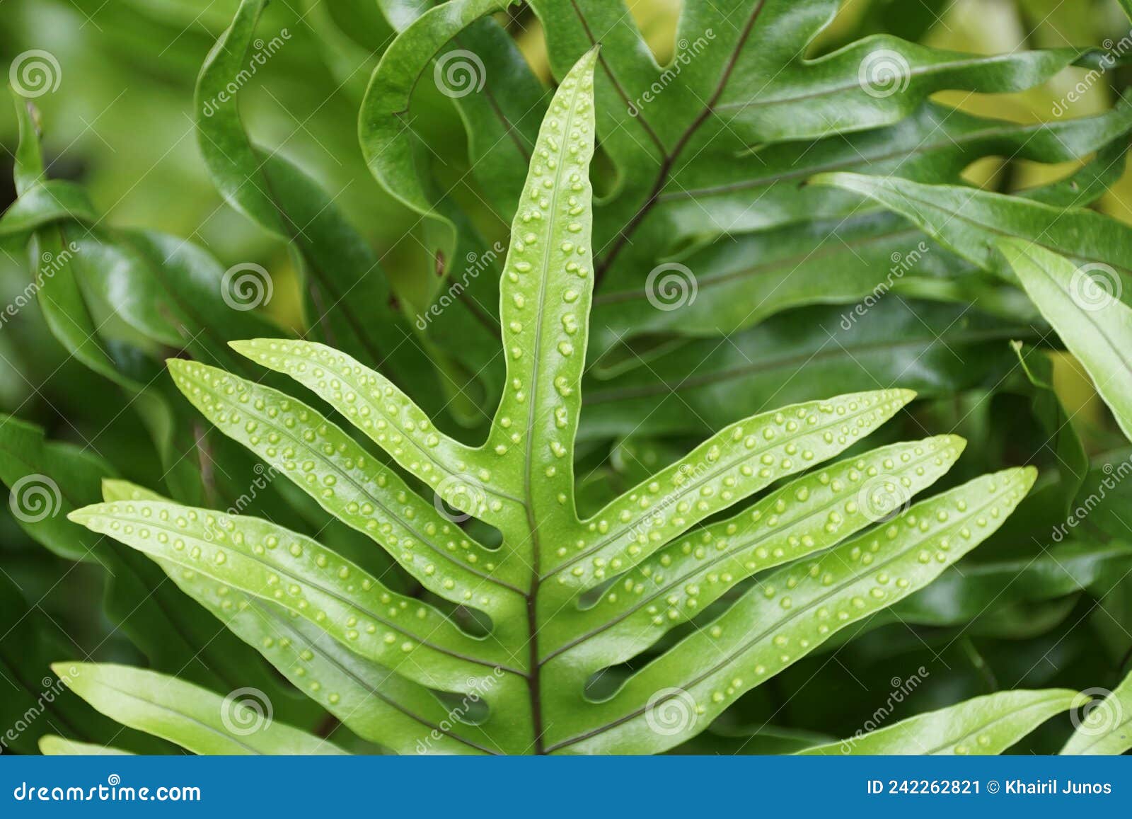 Closeup of a Unique Leaf of the Wart Fern Stock Image - Image of mature ...