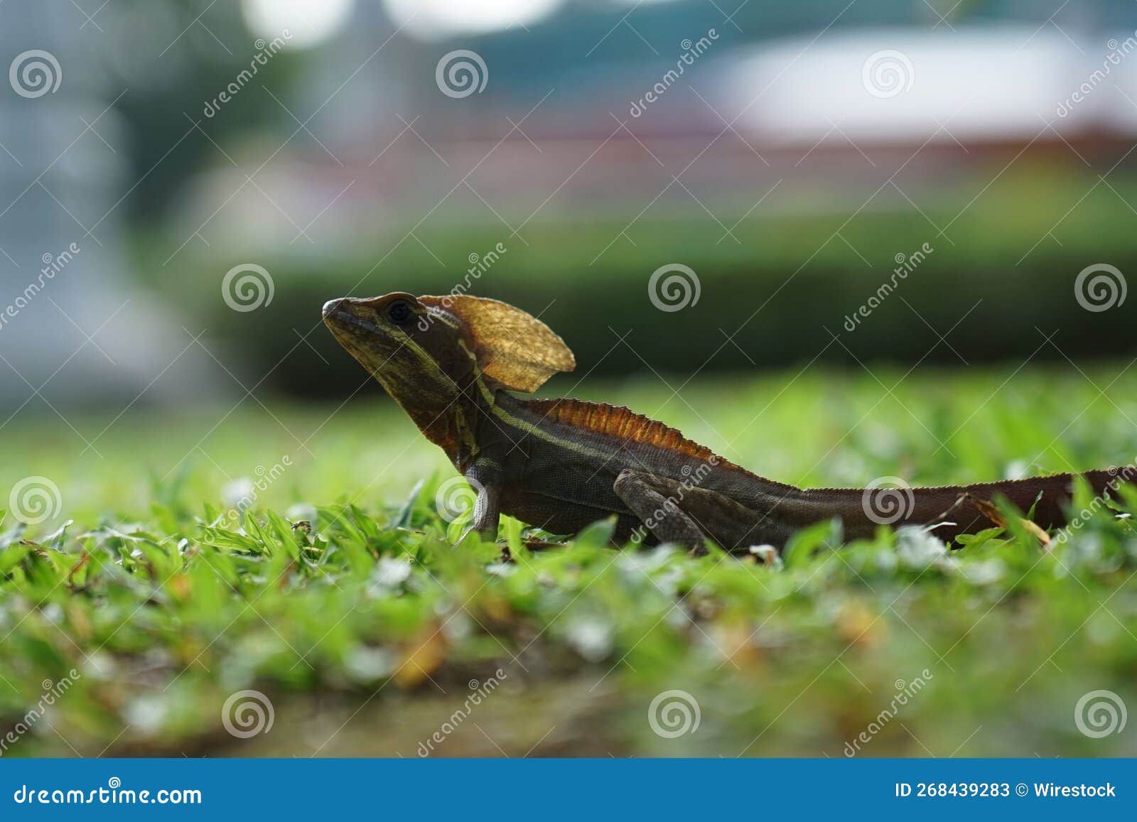 Closeup of a Unique Mexican Striped Basilisk on the Grass Stock Image ...
