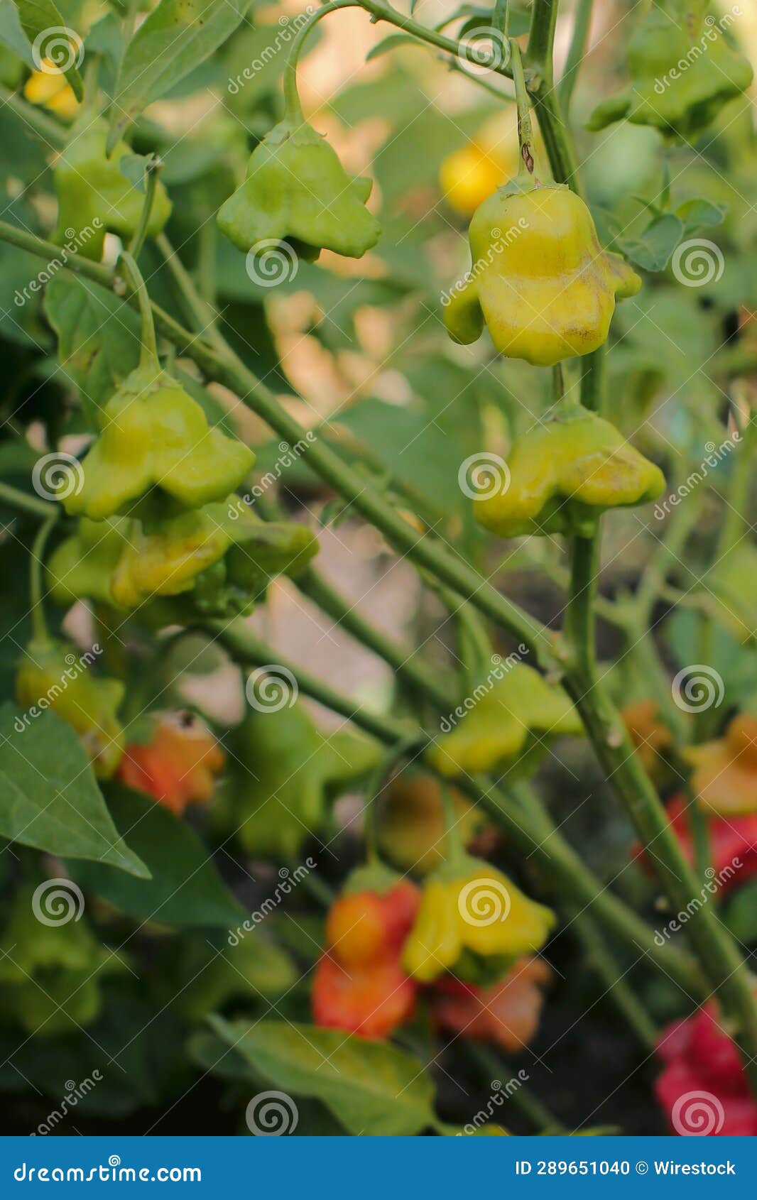 Closeup of Unripe Pepper Growing in Crops Stock Photo - Image of pepper ...