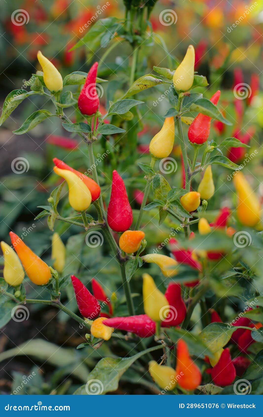 Closeup of Unripe Pepper Growing in Crops Stock Photo - Image of field ...