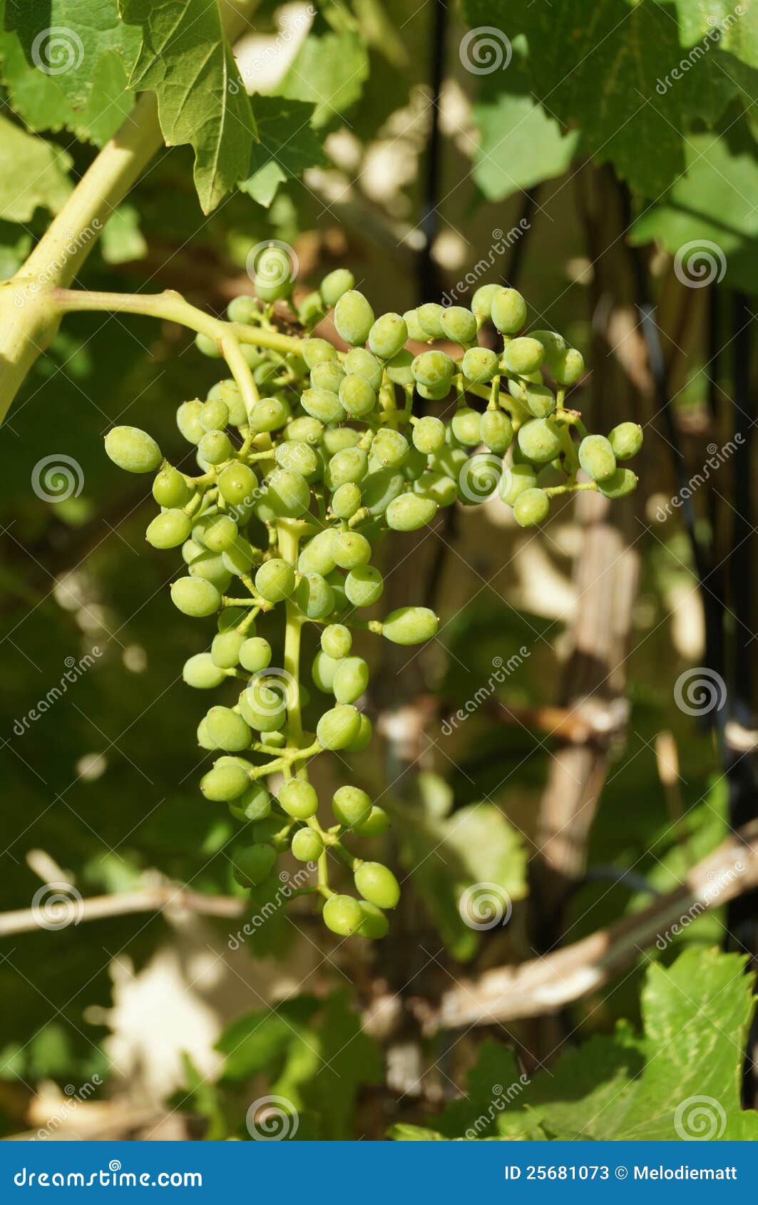 Closeup of Unripened Grapes Stock Image - Image of stalk, garden: 25681073