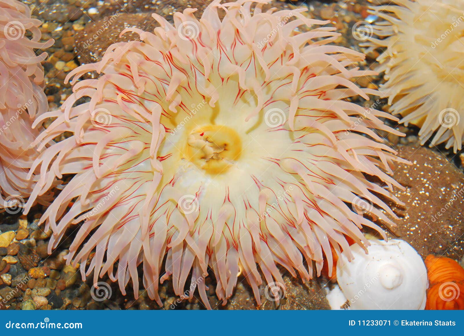 Closeup Up a Colorful Sea Anemone. Stock Image - Image of coral, white ...