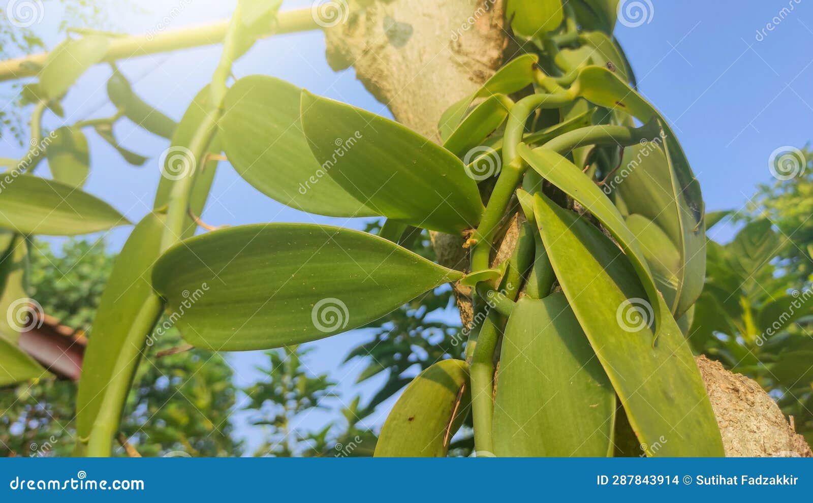 Closeup of Vanilla Leaves Tying a Tree. Aka Flat Leaf Vanilla Stock ...
