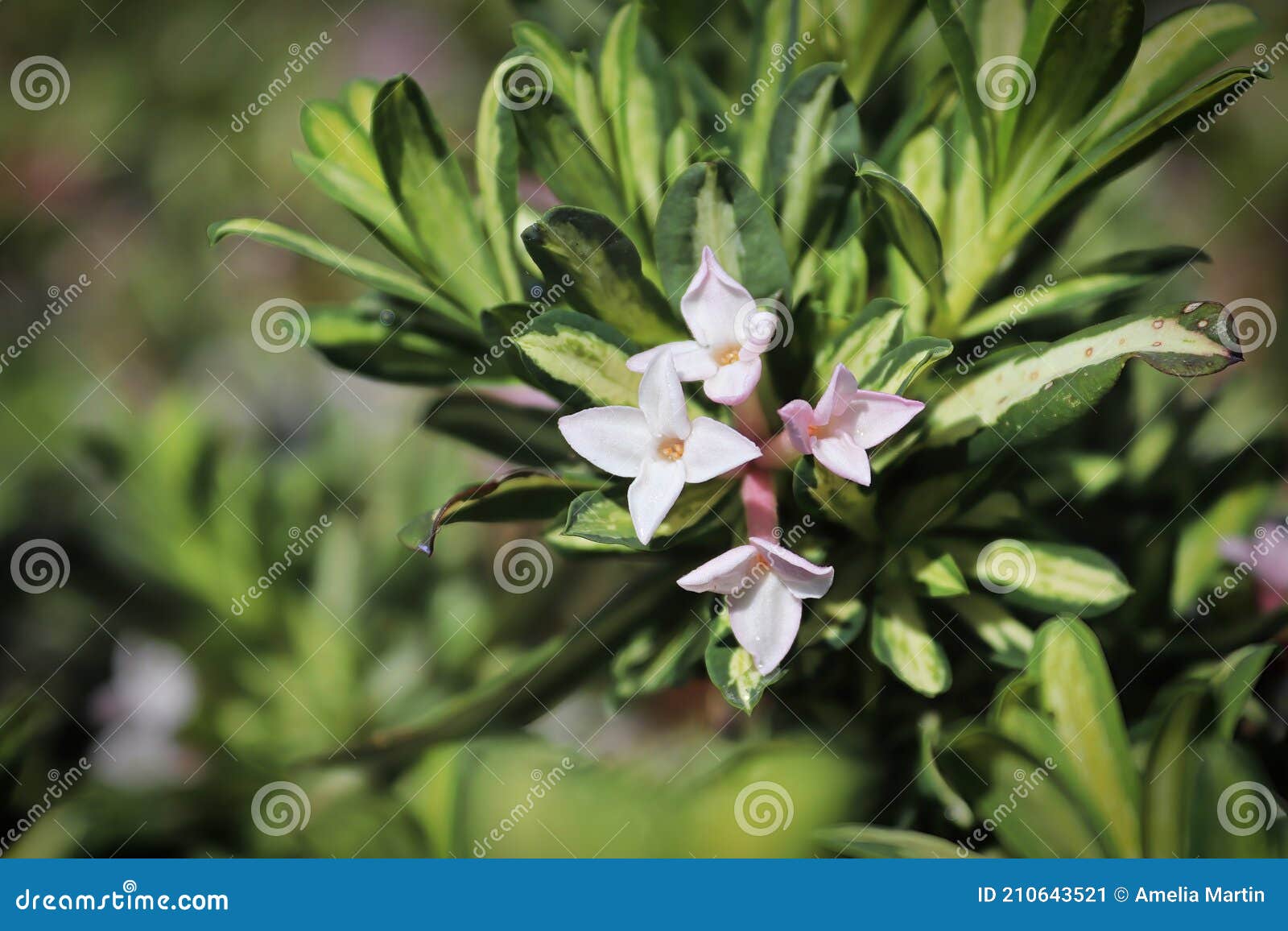 Closeup of Variegated Leaves on a Daphne Shrub Stock Image - Image of ...