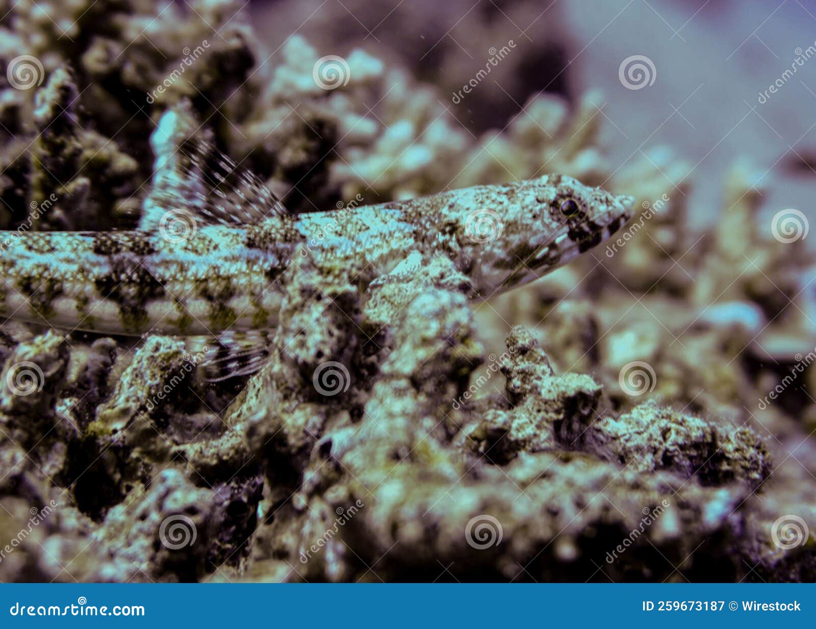 Closeup of a Variegated Lizardfish Under the Water Stock Image - Image ...