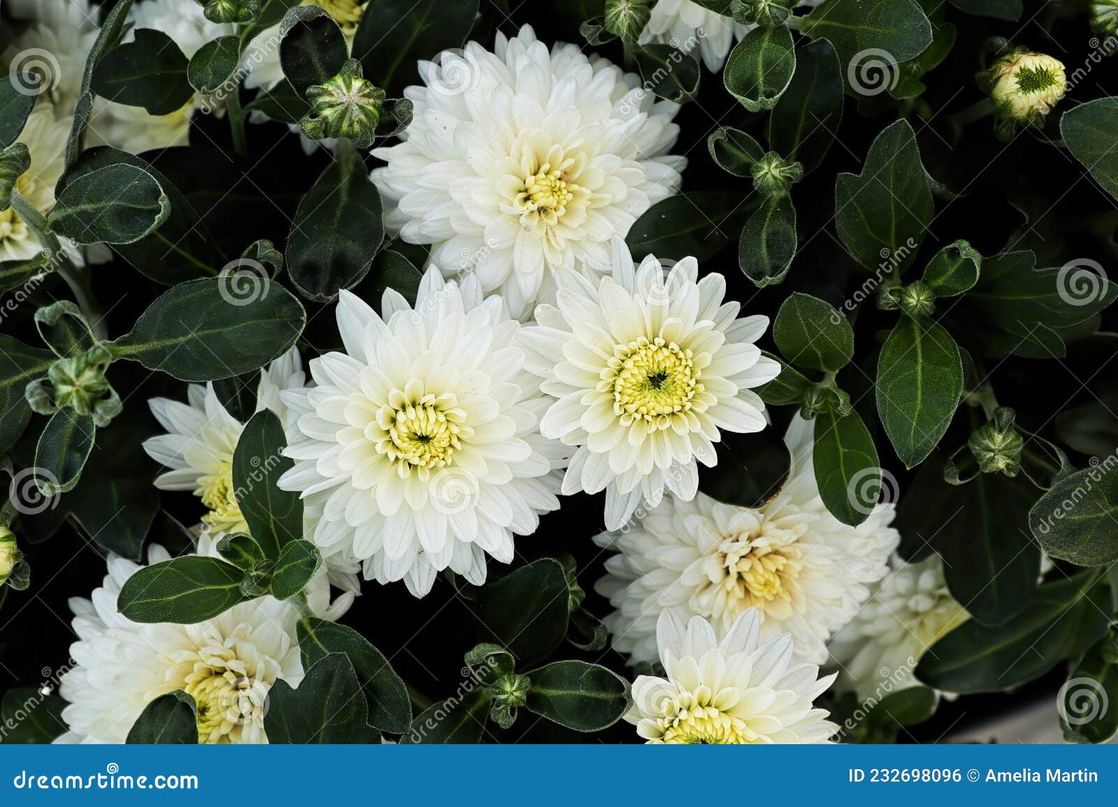 Closeup of Various White Garden Mums in Bloom Stock Photo - Image of ...