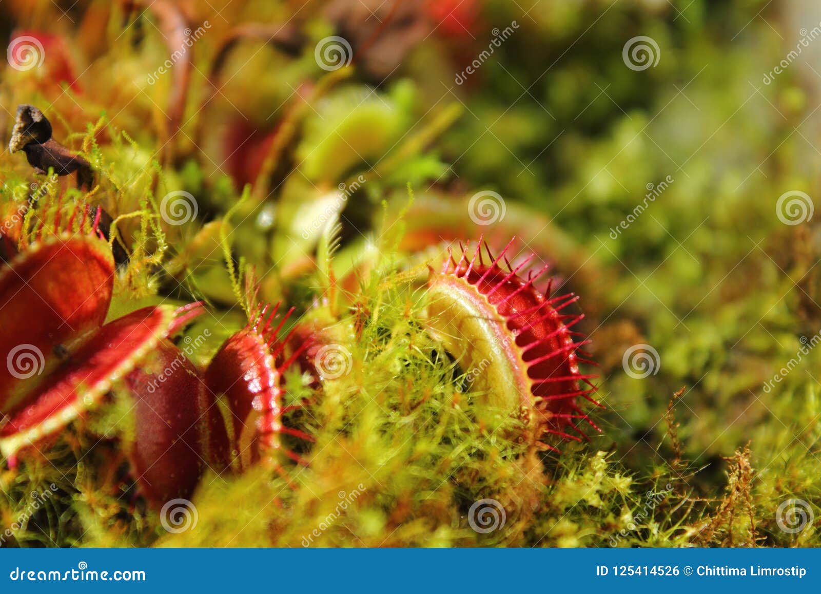 Closeup of Venus Fly Trap Plants Stock Photo - Image of closeup, black ...