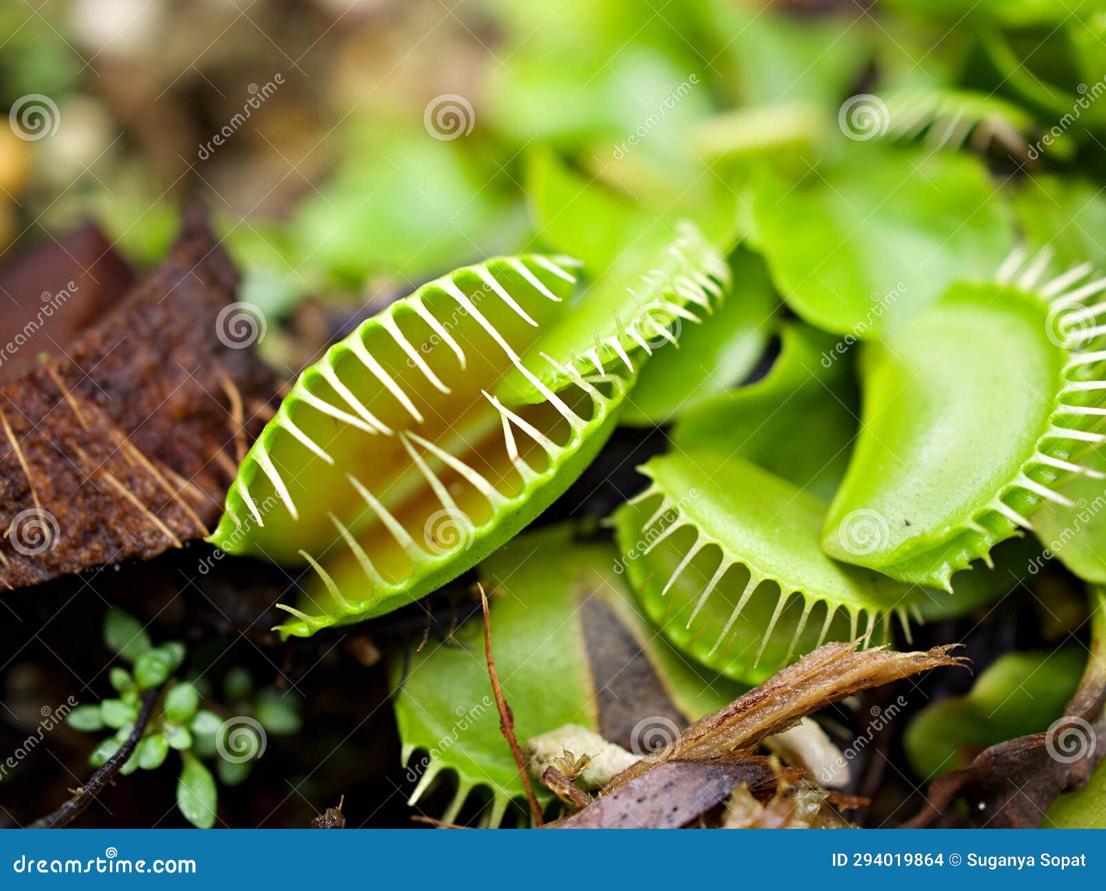 Closeup Venus Flytrap ,Insectivorous Plants ,Low Giant ,Dionaea ...