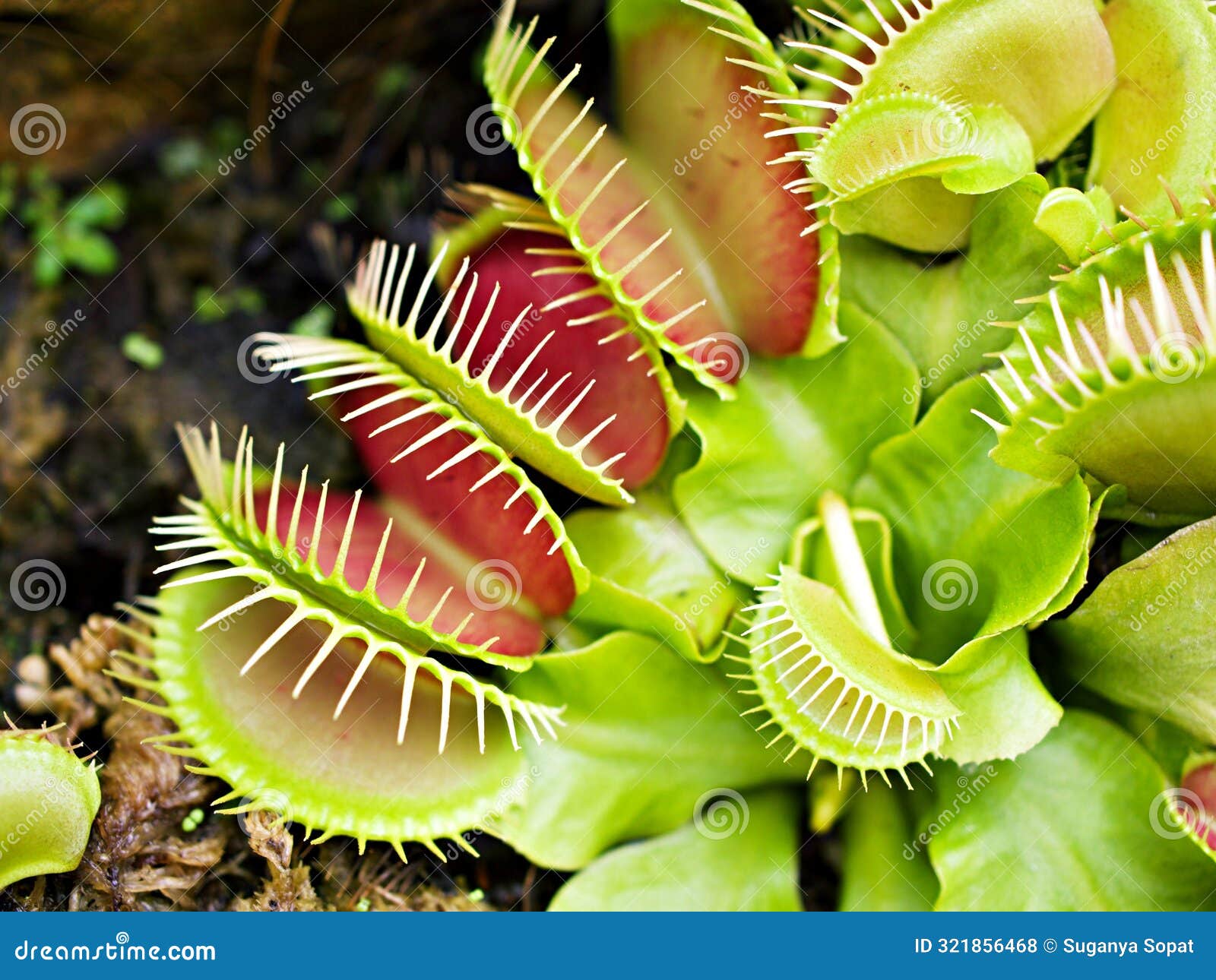 Closeup Venus Flytrap ,Insectivorous Plants ,Low Giant ,Dionaea ...