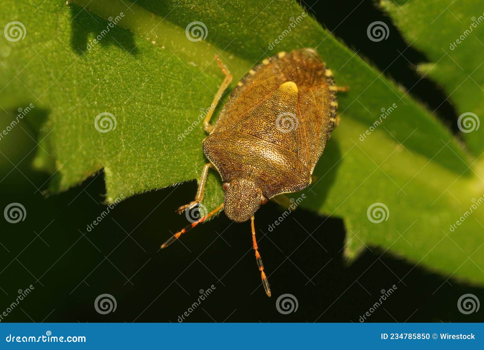 Closeup on the Vernal Shieldbug, Peribalus Strictus , Sitting on Stock ...
