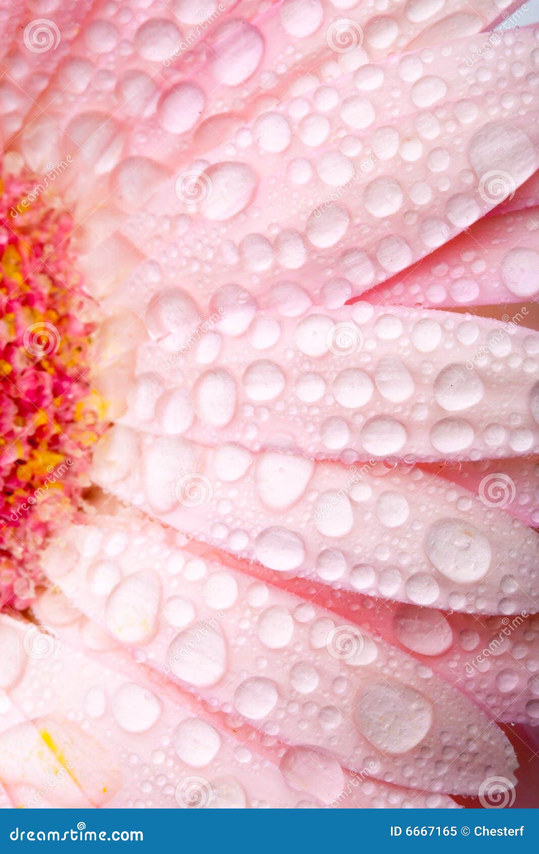 Closeup Vertical Pink Flower Stock Image - Image of droplet, blooming ...