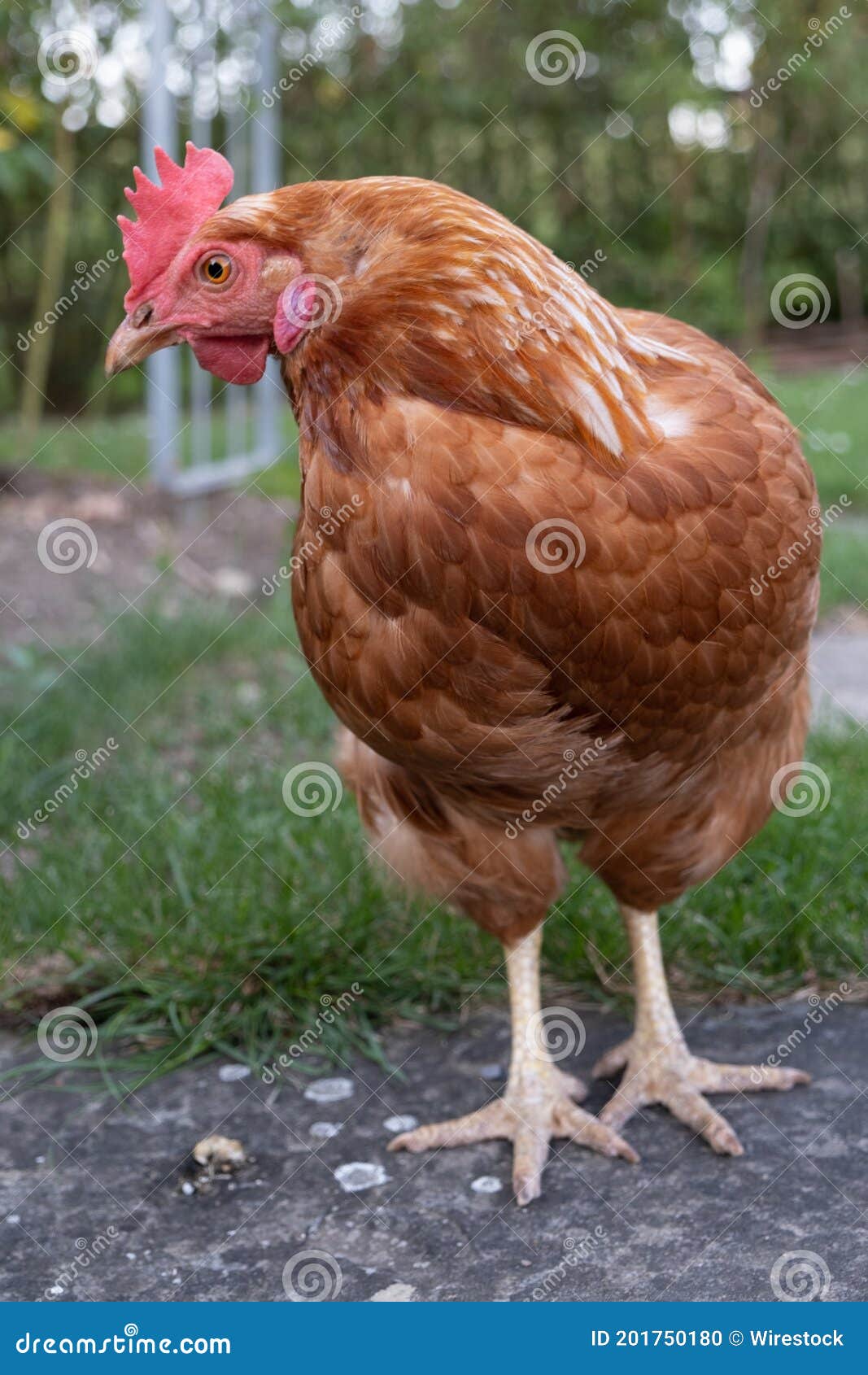 Closeup Vertical Portrait of a Single Cute Red-feather Hen in a Yard ...