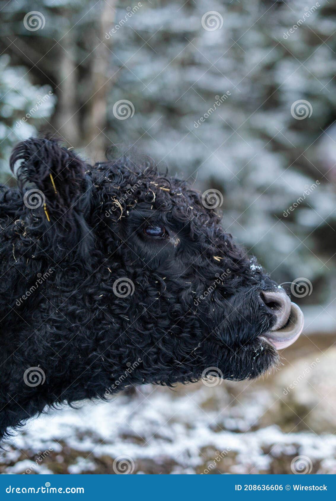 Closeup Vertical Shot of a Black Curly Calf Stock Photo - Image of ...