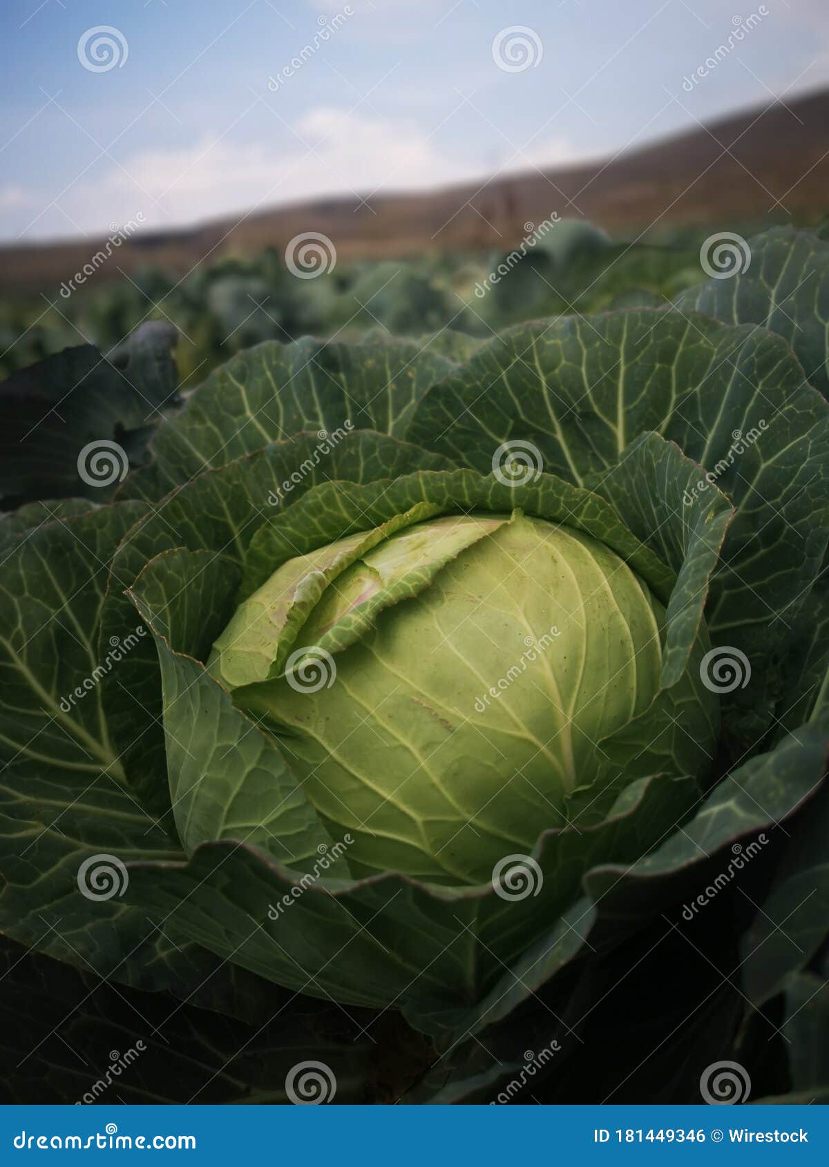Closeup Vertical Shot of a Cabbage Plant in the Field Stock Photo ...