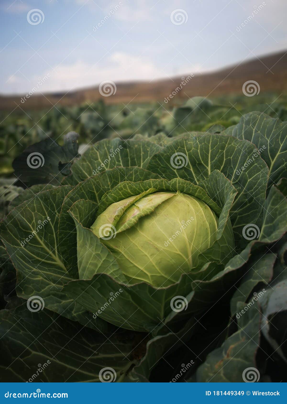 Closeup Vertical Shot of a Cabbage Plant in the Field Stock Image ...