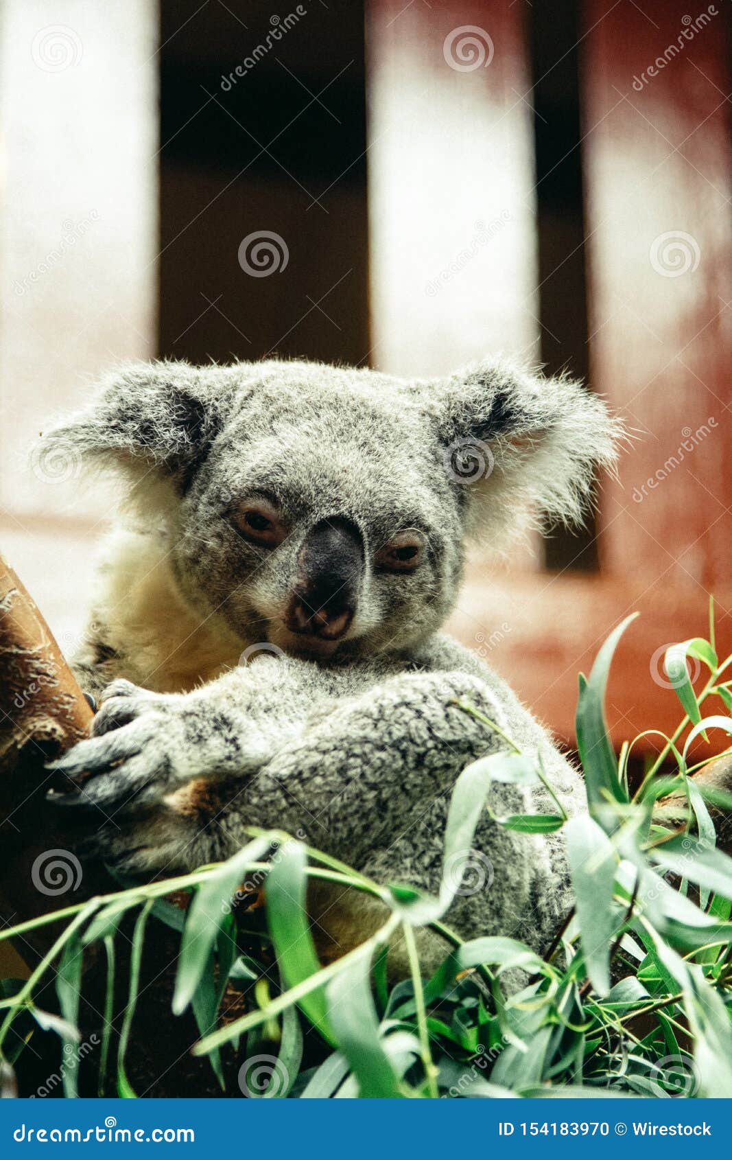 Closeup Vertical Shot of a Cute Sleepy Koala on a Branch of a Tree with ...
