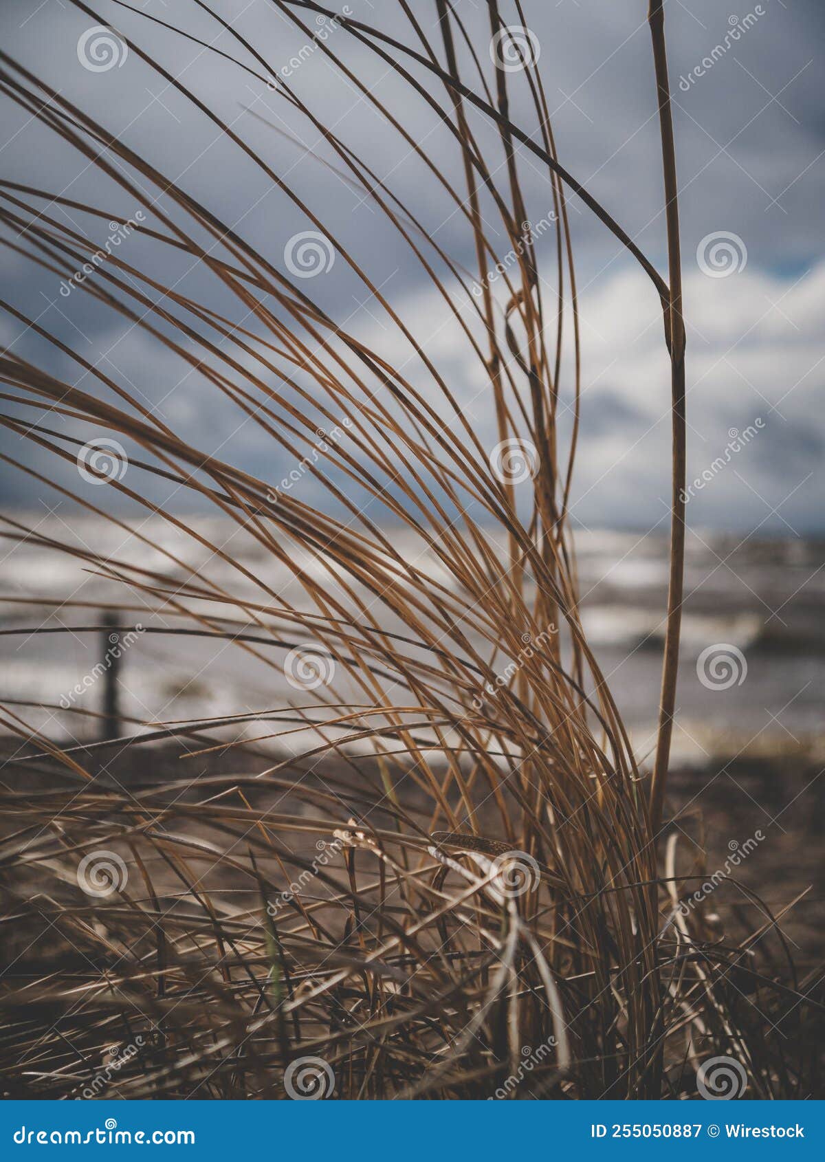 Closeup Vertical Shot of a Dry Grass Blowing in the Wind Stock Image ...