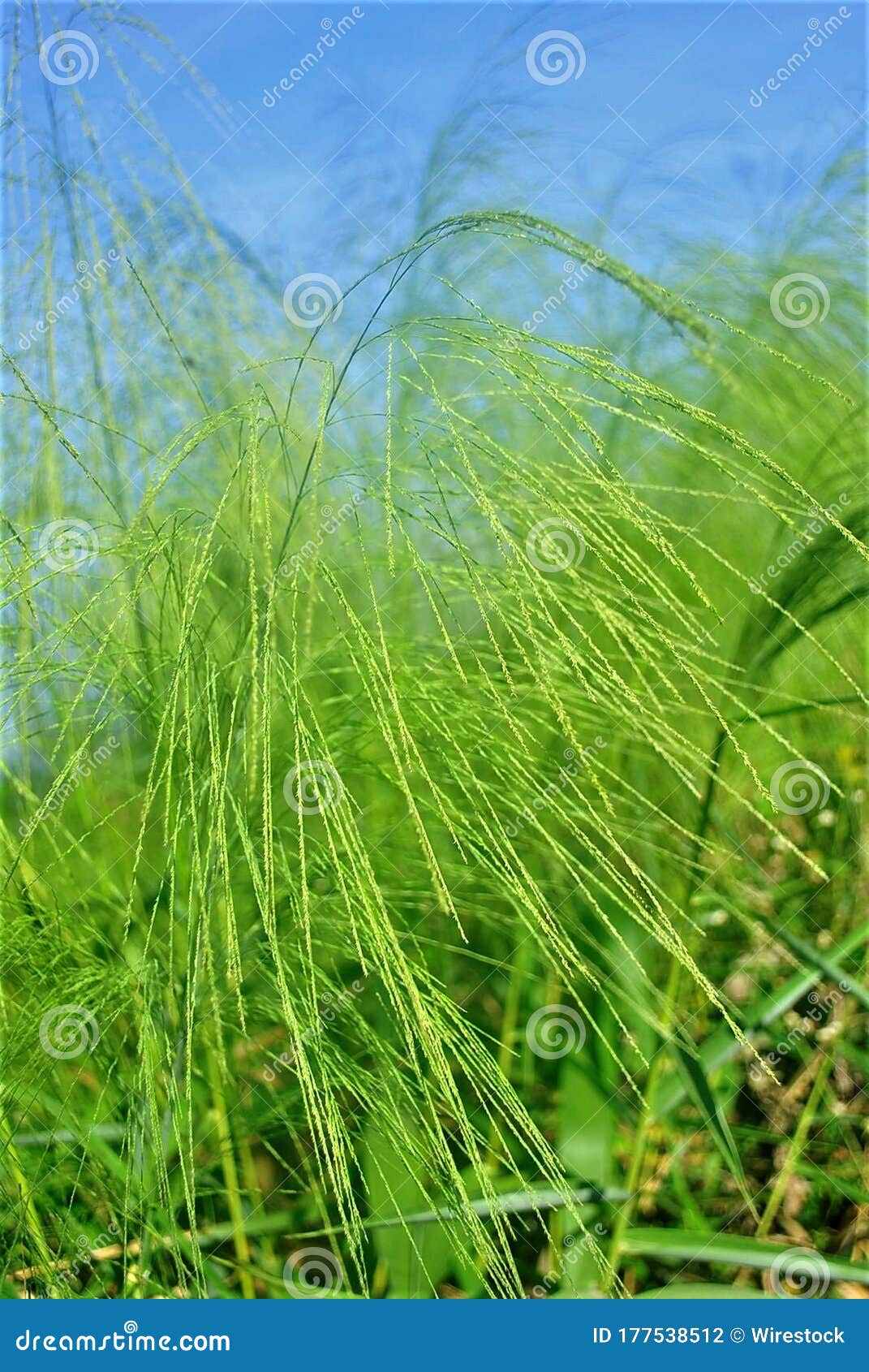 Tiger Grass Borer Moth In Nature Royalty-Free Stock Photo ...