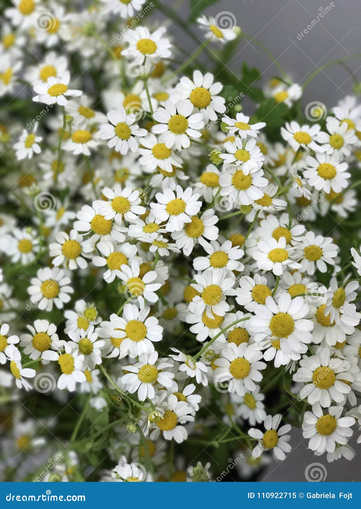 Chamomile flowers stock image. Image of asteraceae, edible - 110922715