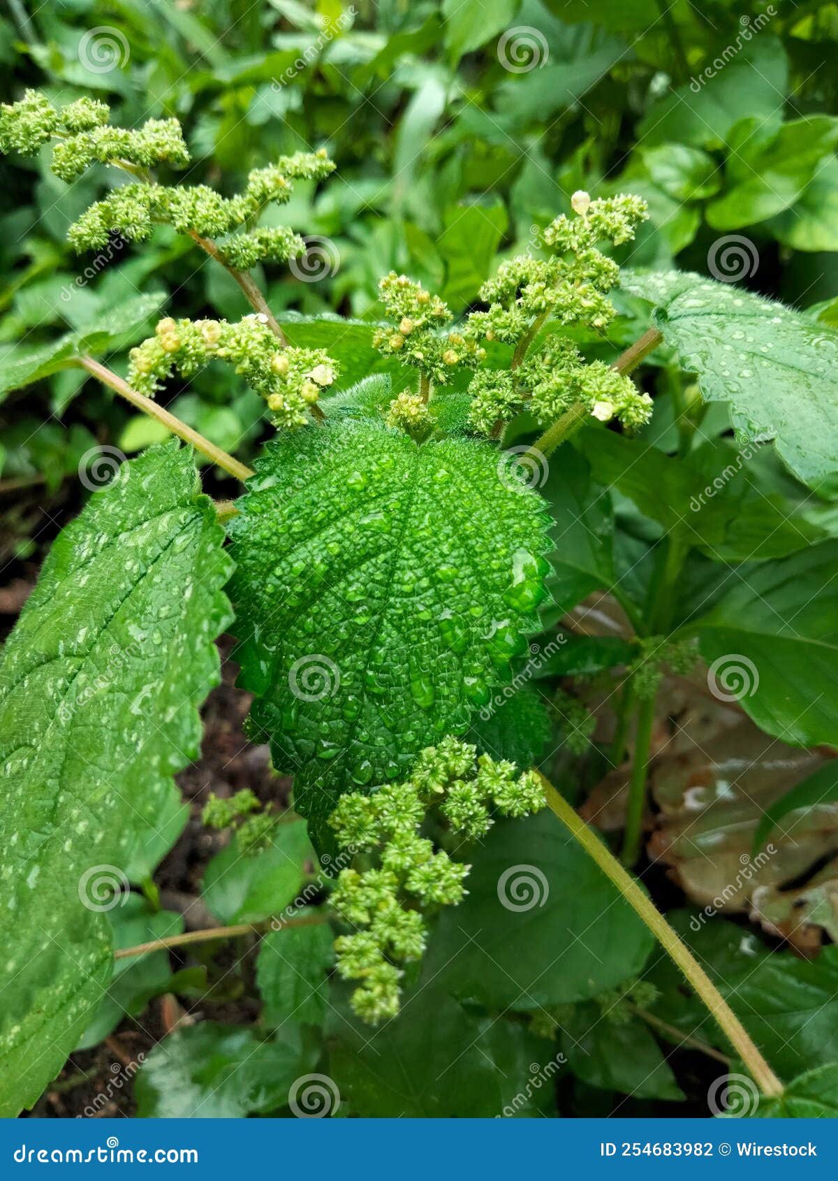 Closeup Vertical Shot of Nettle with Itchy Leaves Stock Photo - Image ...
