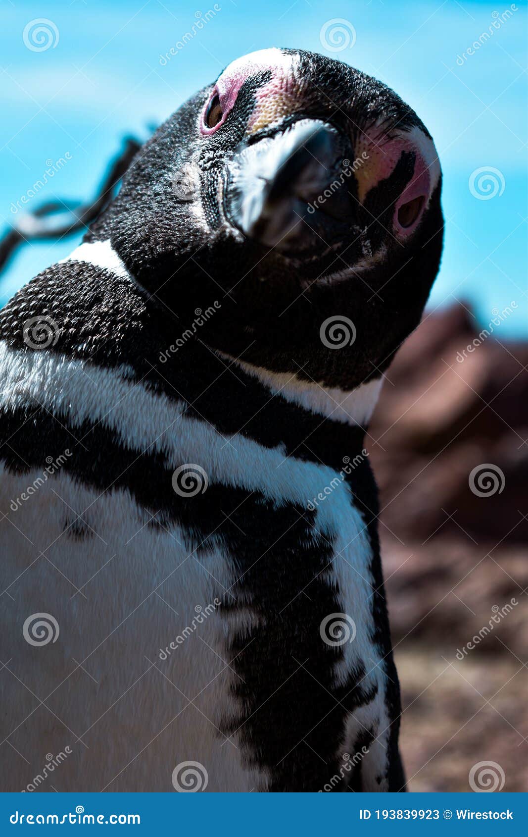 Closeup Vertical Shot of a Penguin Looking at the Camera Stock Image ...
