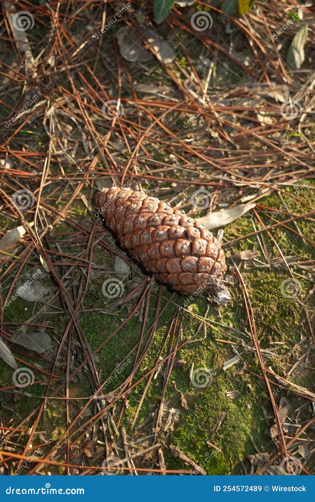 Closeup Vertical Shot of a Pinus Taeda Cone Lying on the Ground Stock ...