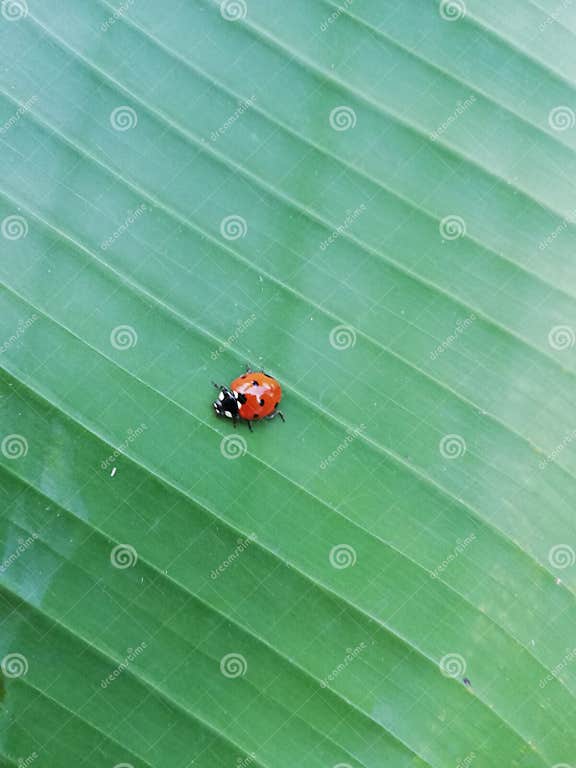 Closeup Vertical Shot of a Small Firebug on a Green Leaf Surface Stock Photo - Image of beetle ...