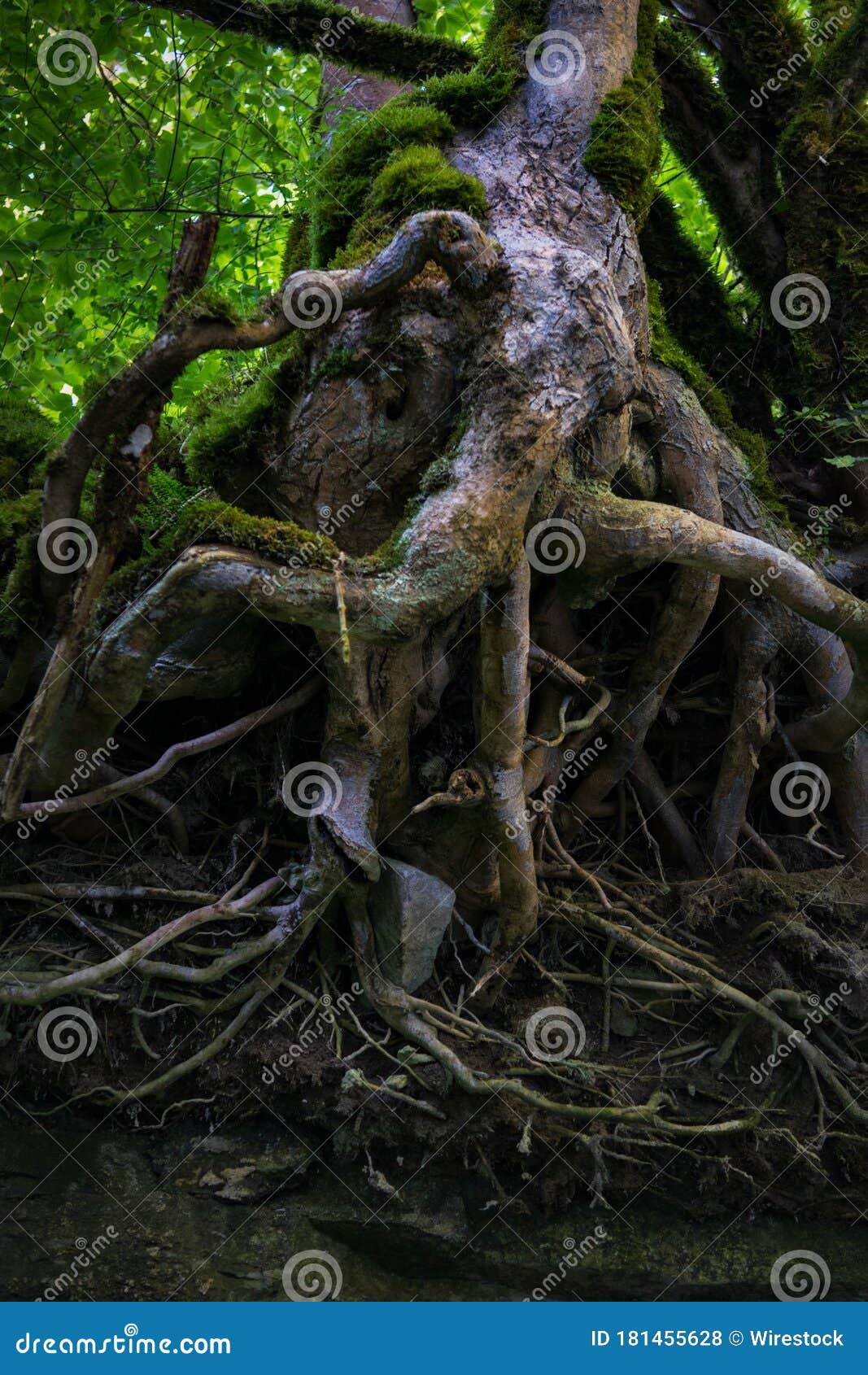 Closeup Vertical Shot of Tree Trunk Roots Stock Photo - Image of root ...