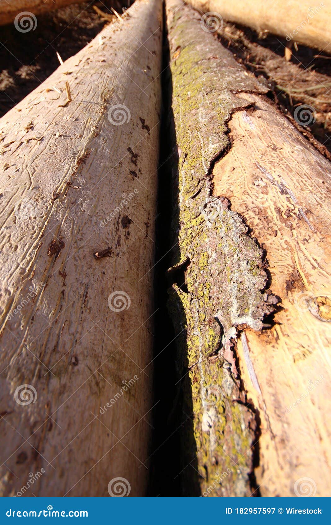 Closeup Vertical Shot of Two Long Wood Logs Stock Image - Image of ...